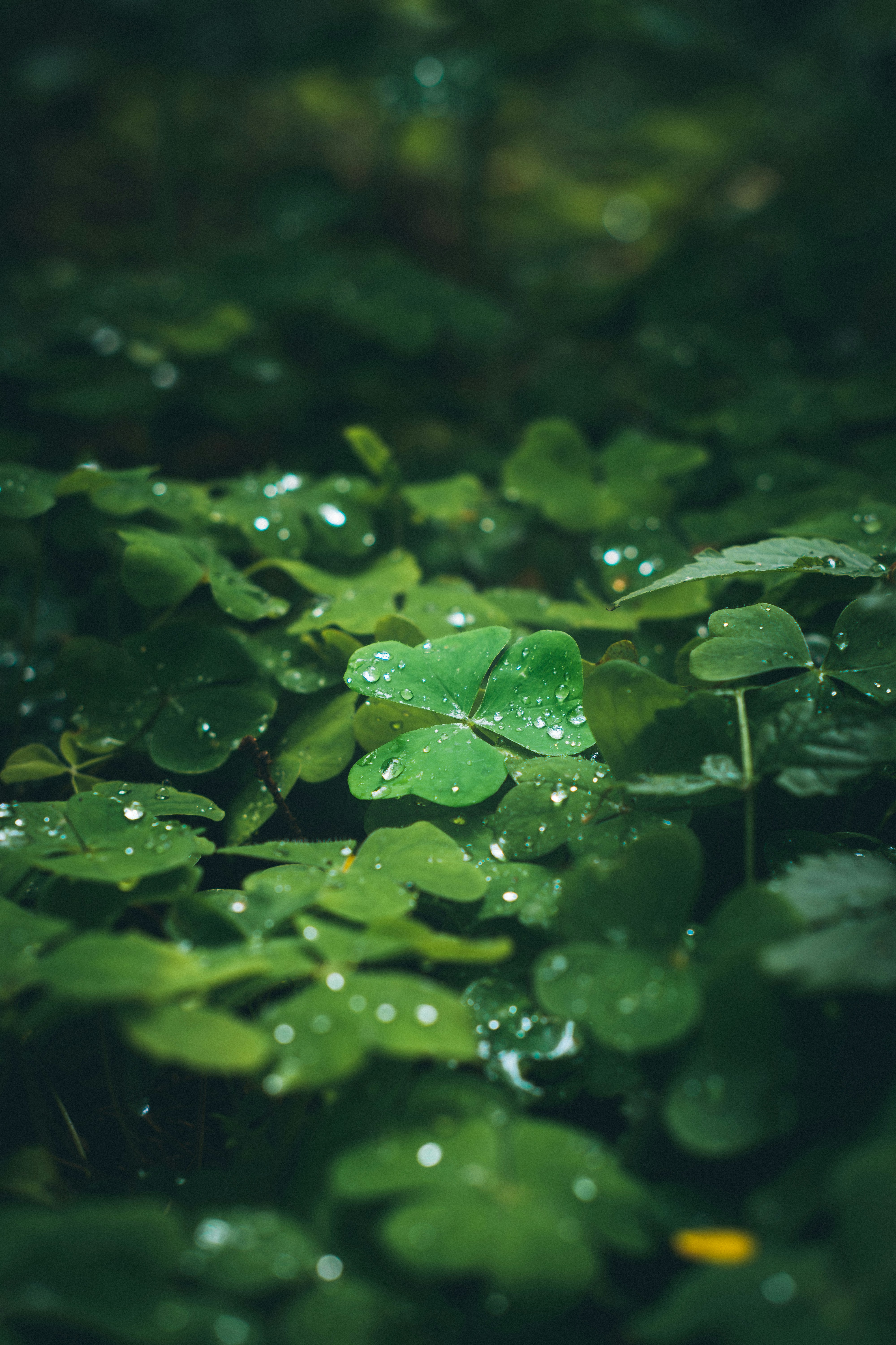 Midnight Dew: Emerald Leaves in Soft Focus