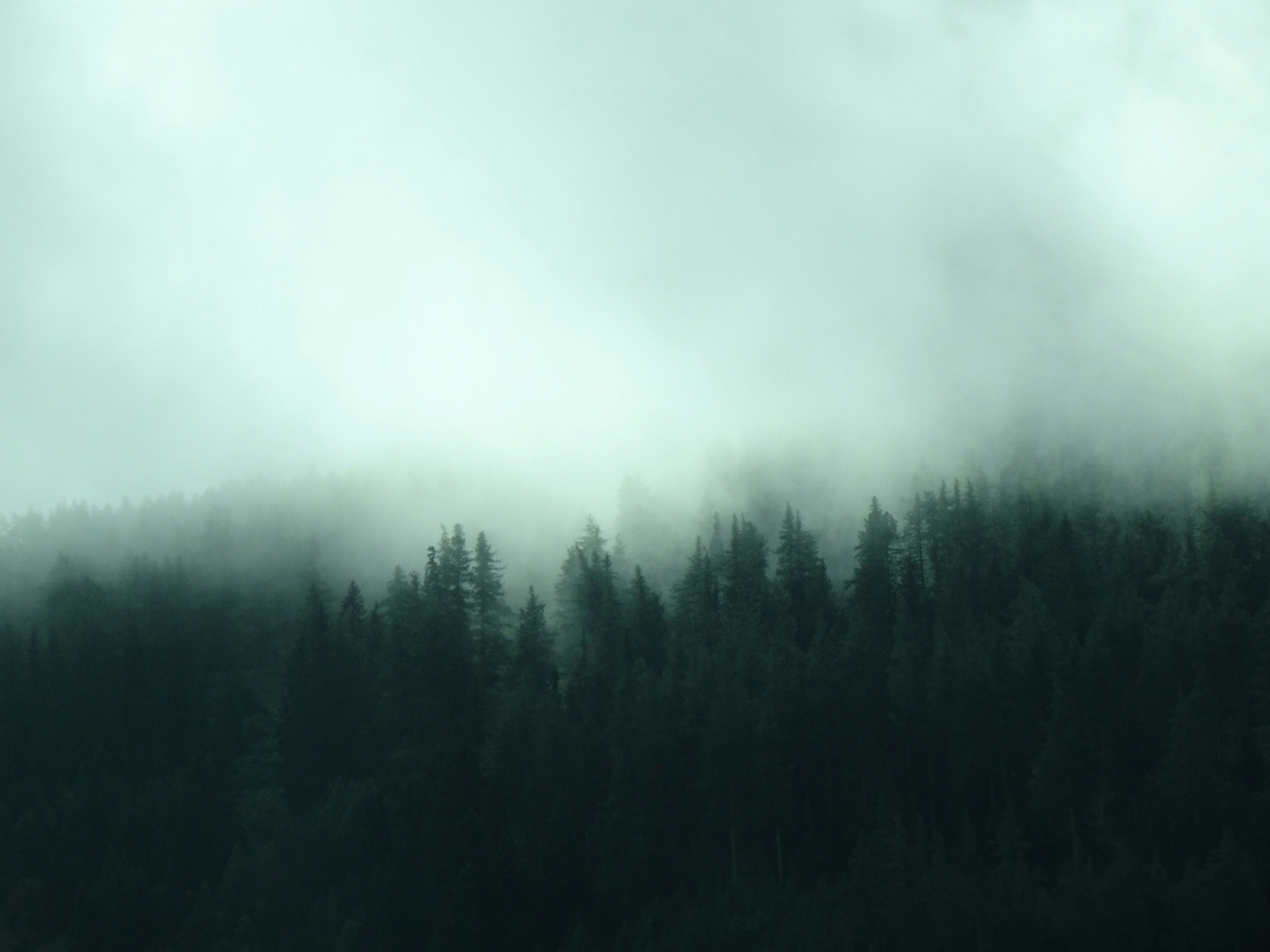 Fog-Lapped Pine Ridge