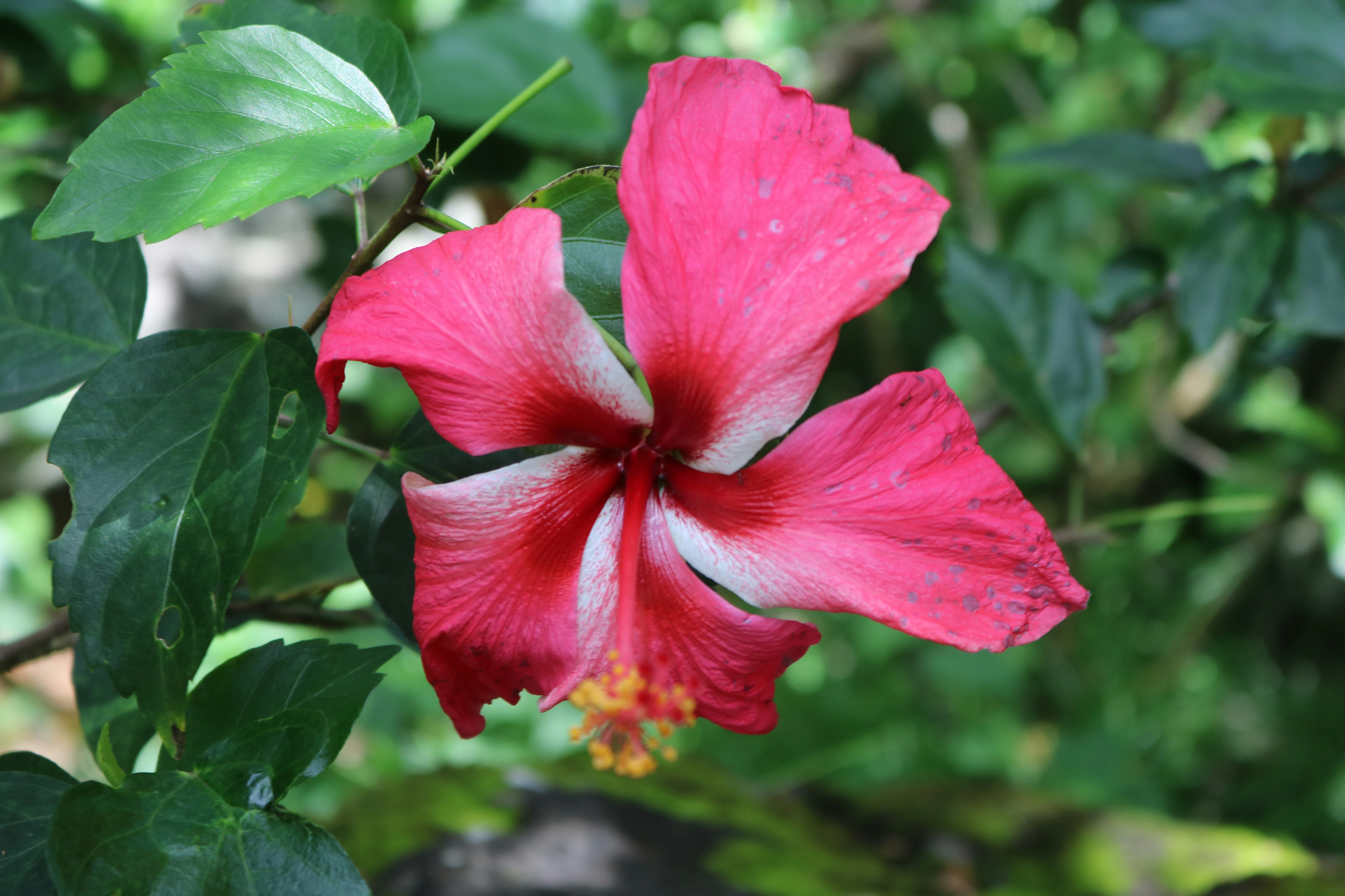 Red Hibiscus in Focus: A Bold Bloom Amid Greenery