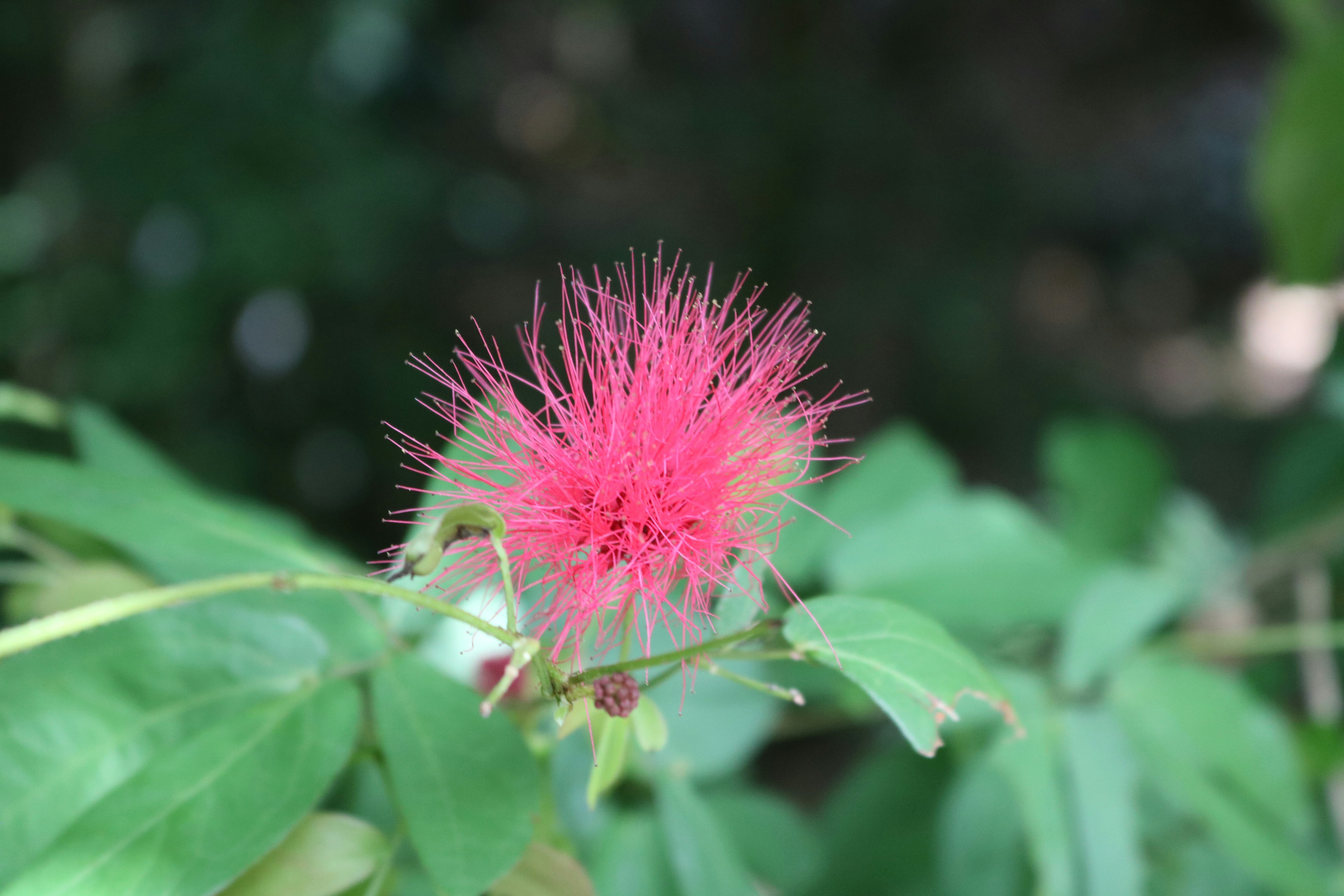 Flaming Comet: a pink powder-puff bloom awake in a green hush