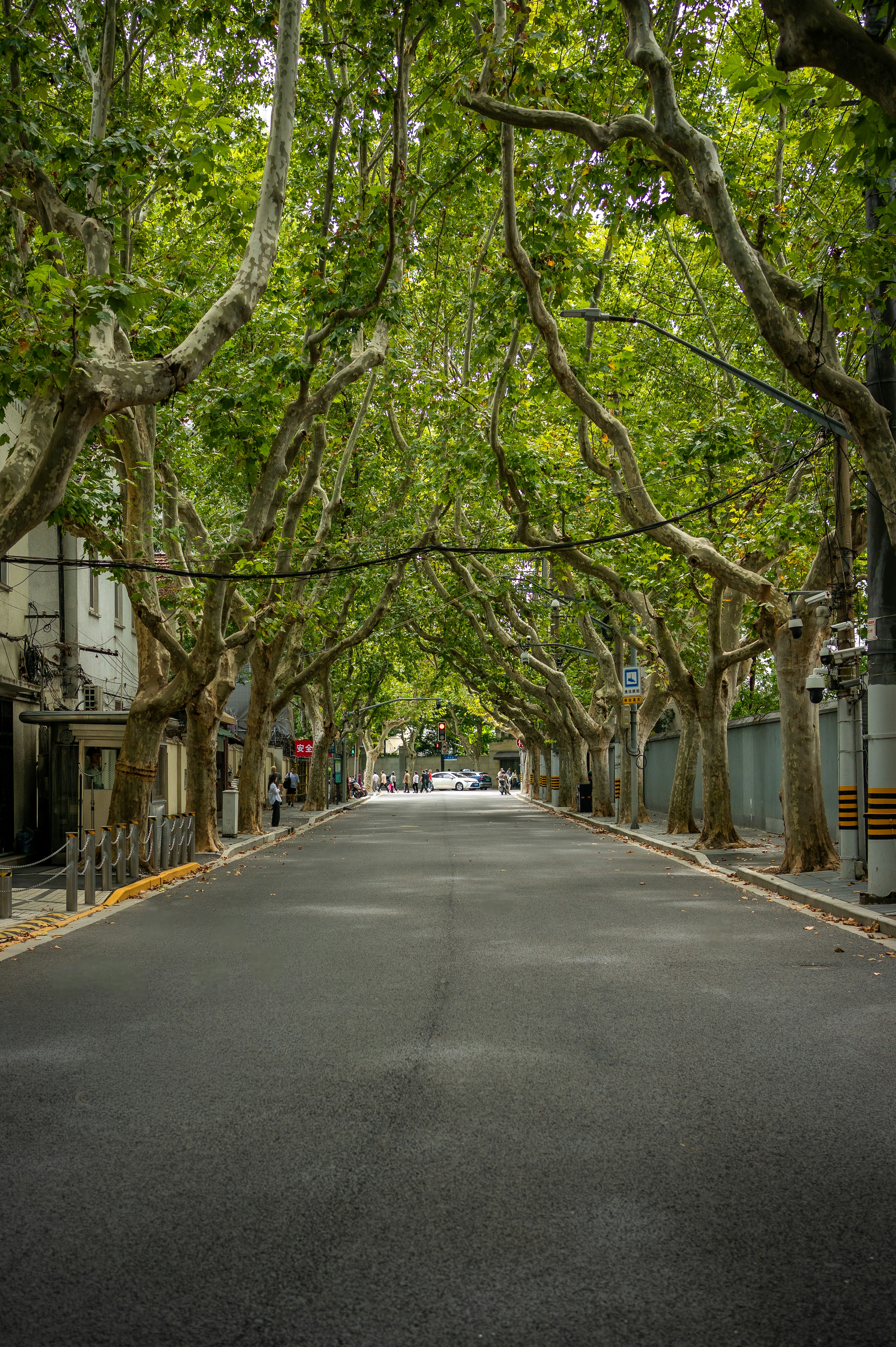 Tree-Canopied Avenue: A Quiet City Street Reaching the Horizon