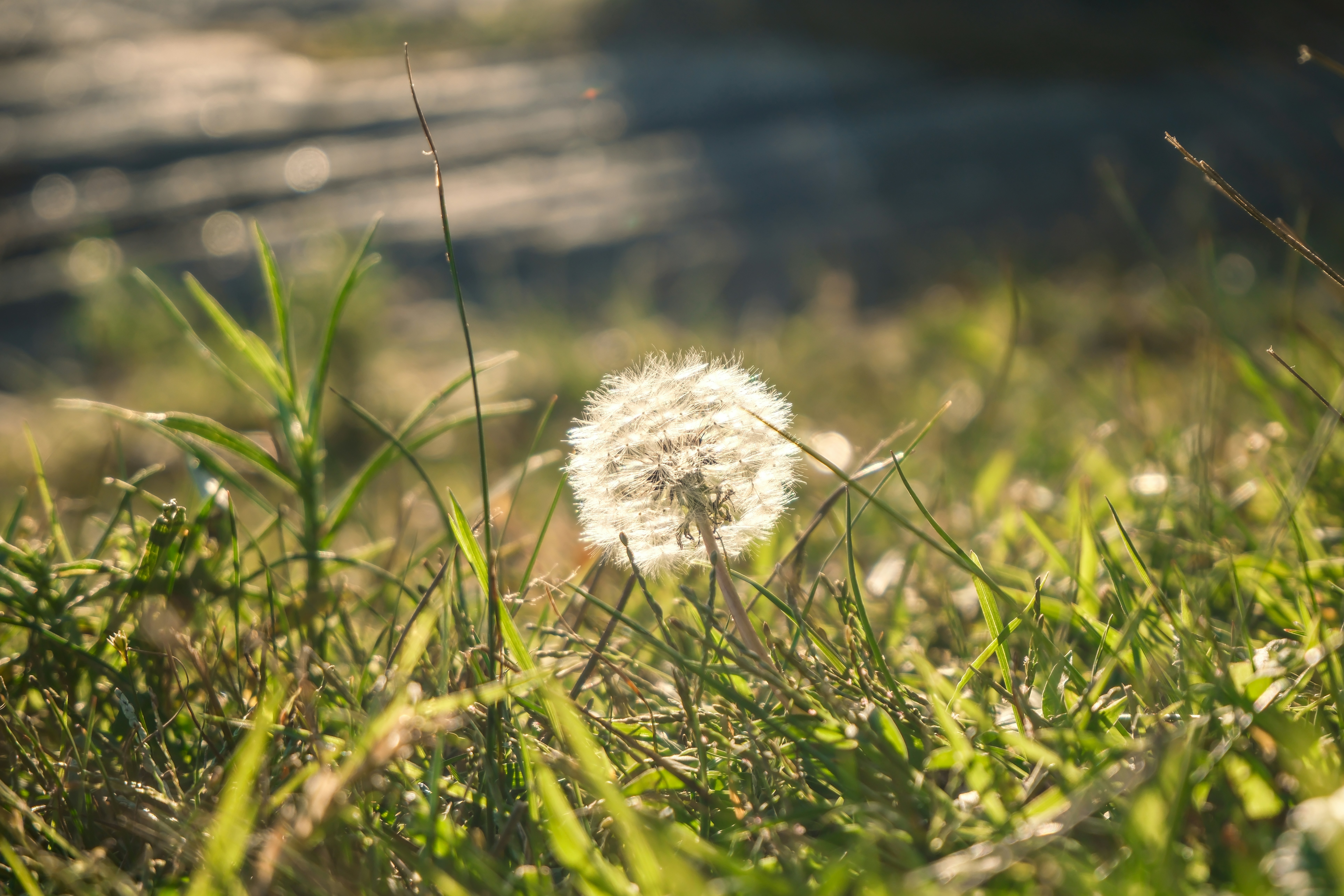 Soft Spotlight: A Lone Dandelion in Sunlit Meadow