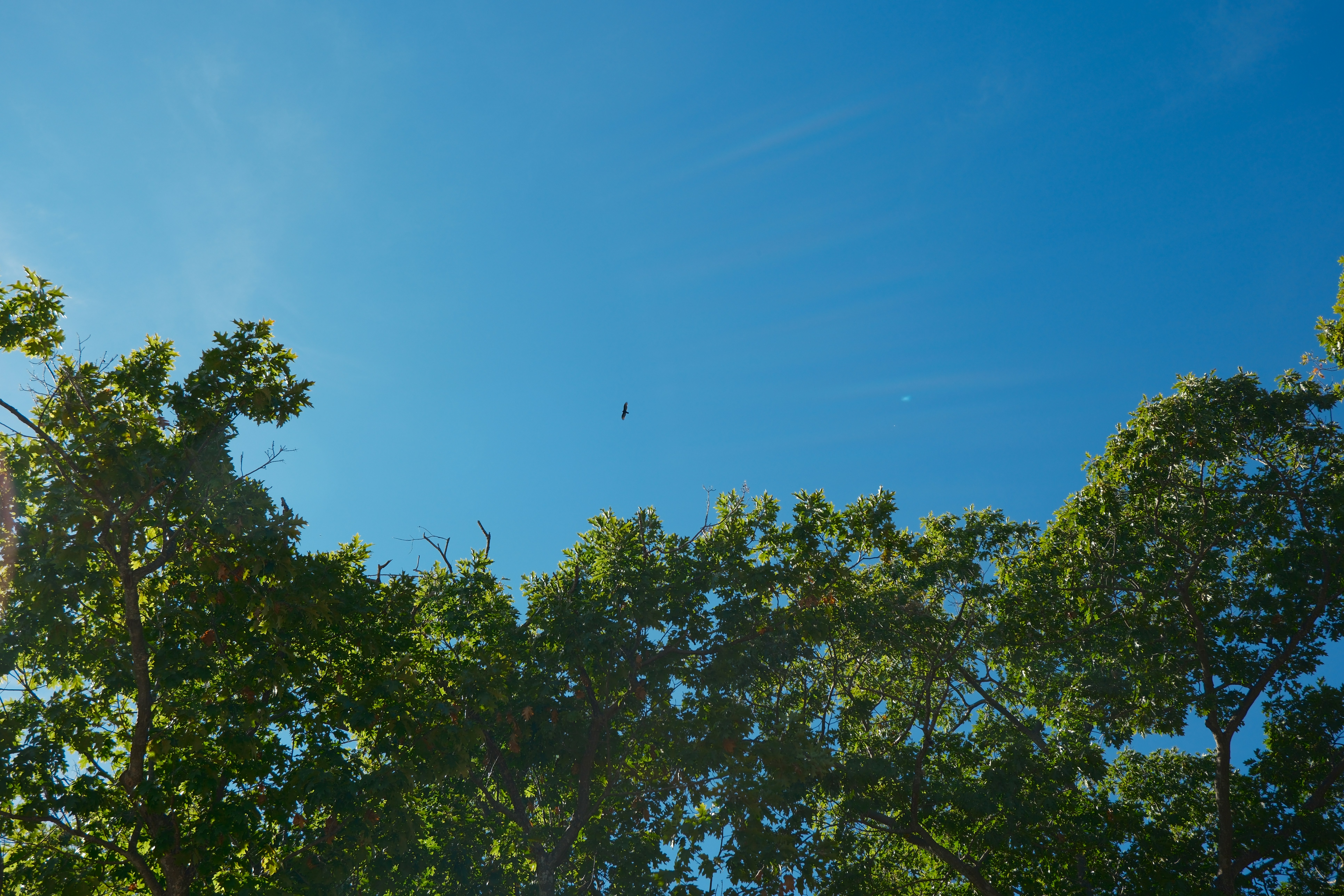 High Skyline: A Lone Bird Traces a Wisp Across the Blue