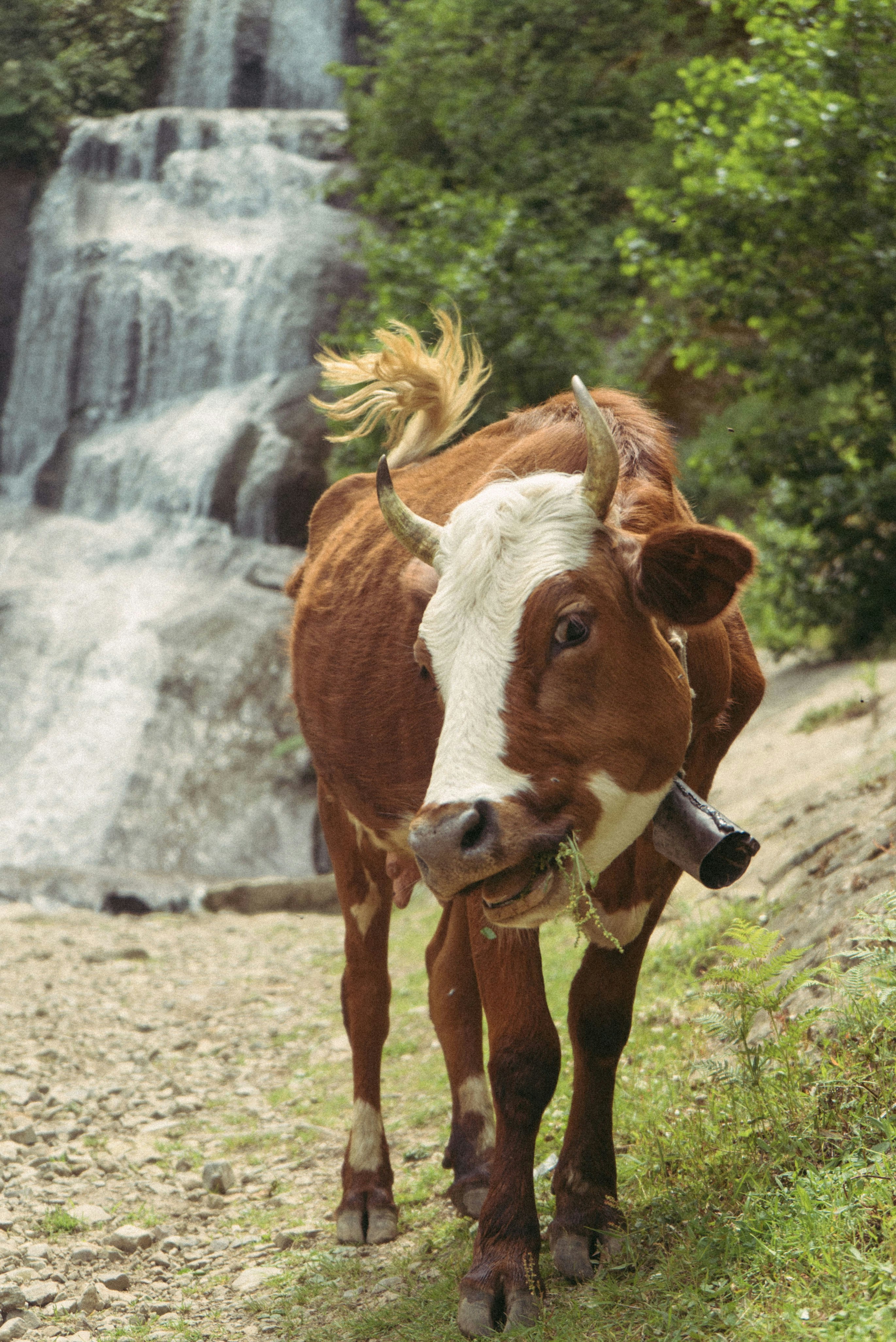 Front-leaning Highland: A Cow Near the Cascading Falls