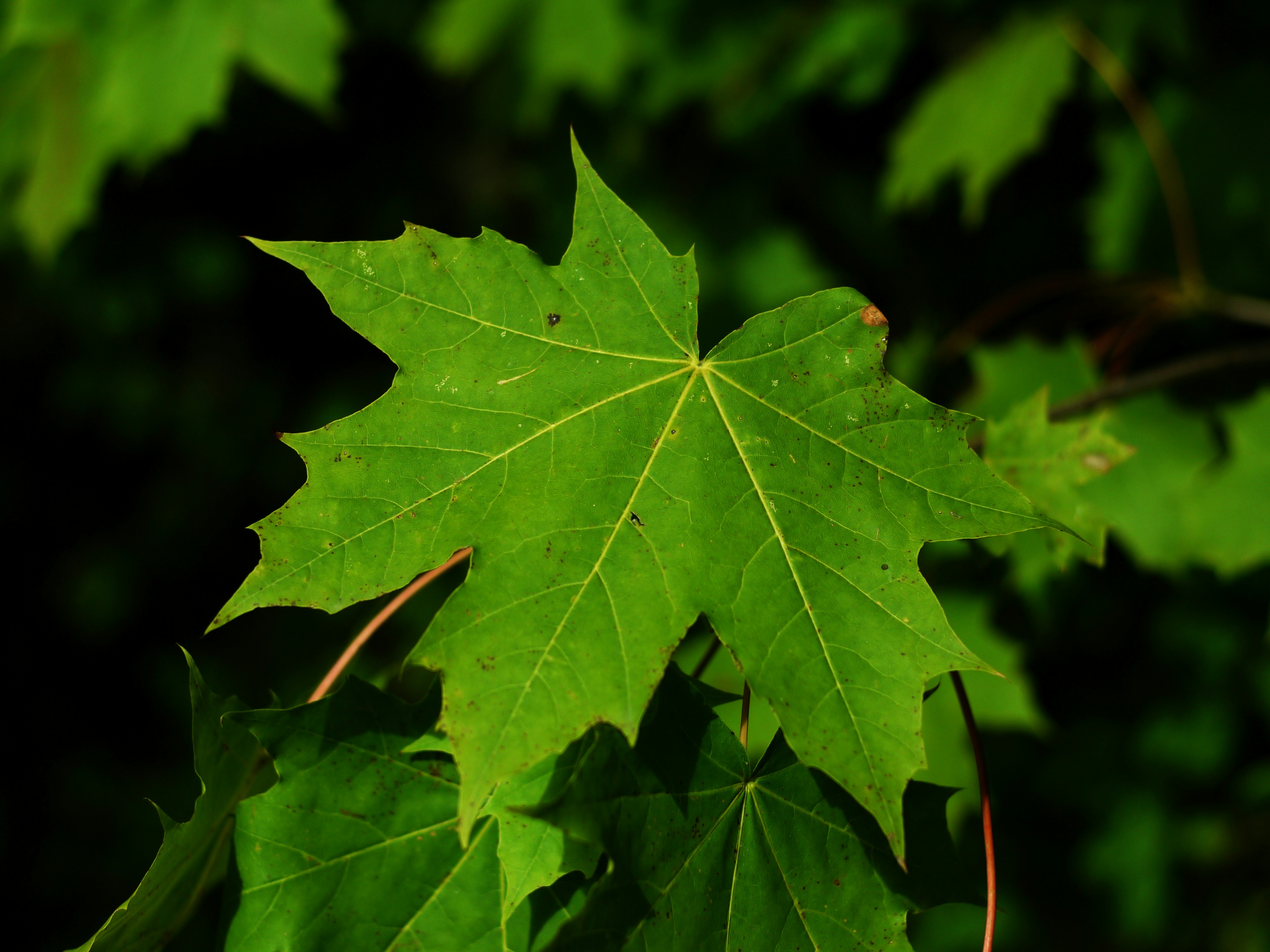 A vivid green maple leaf dominates the frame against a dark backdrop, showcasing natural texture and vein detail.