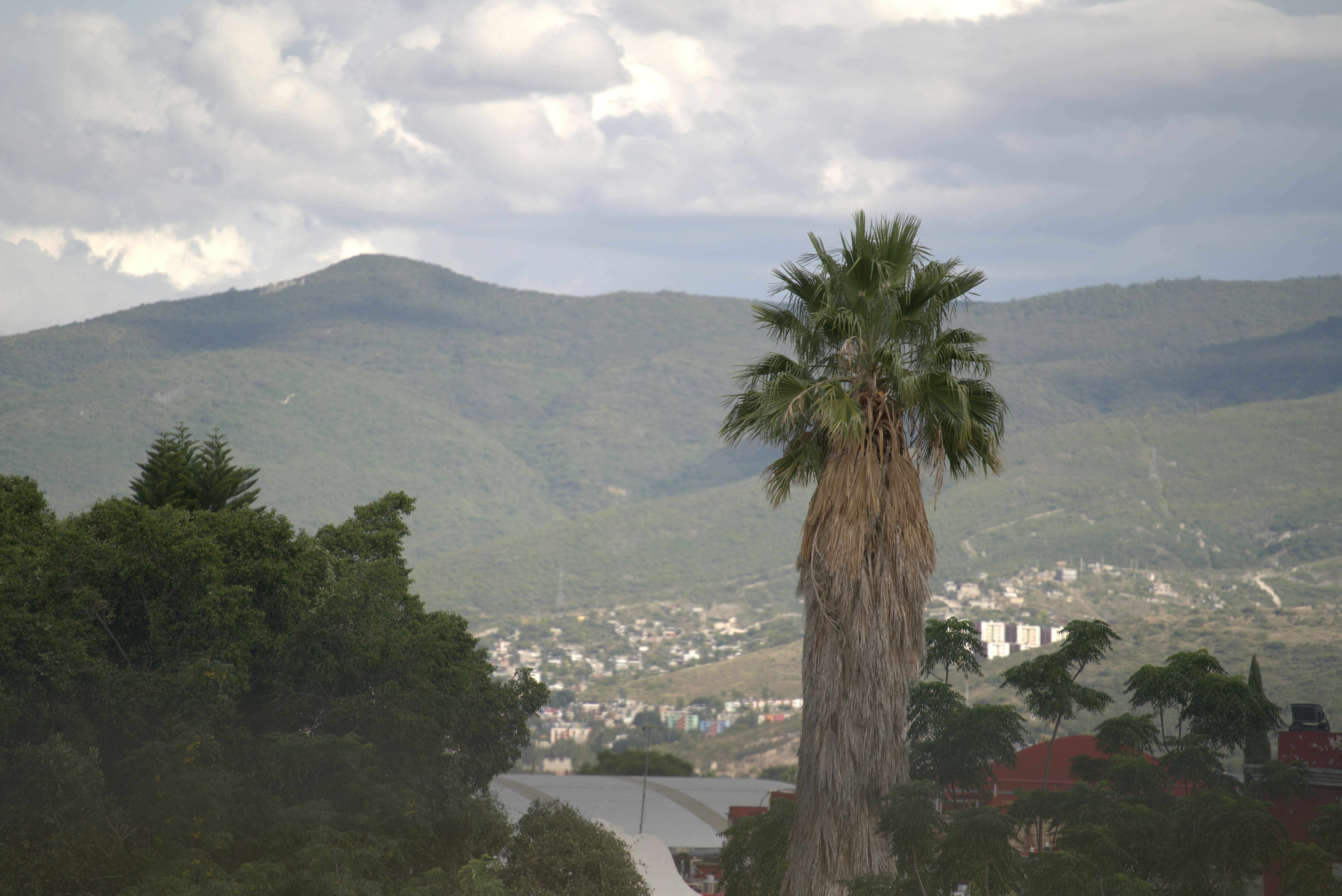 Deserted Palm in a Valley of Distant Hills