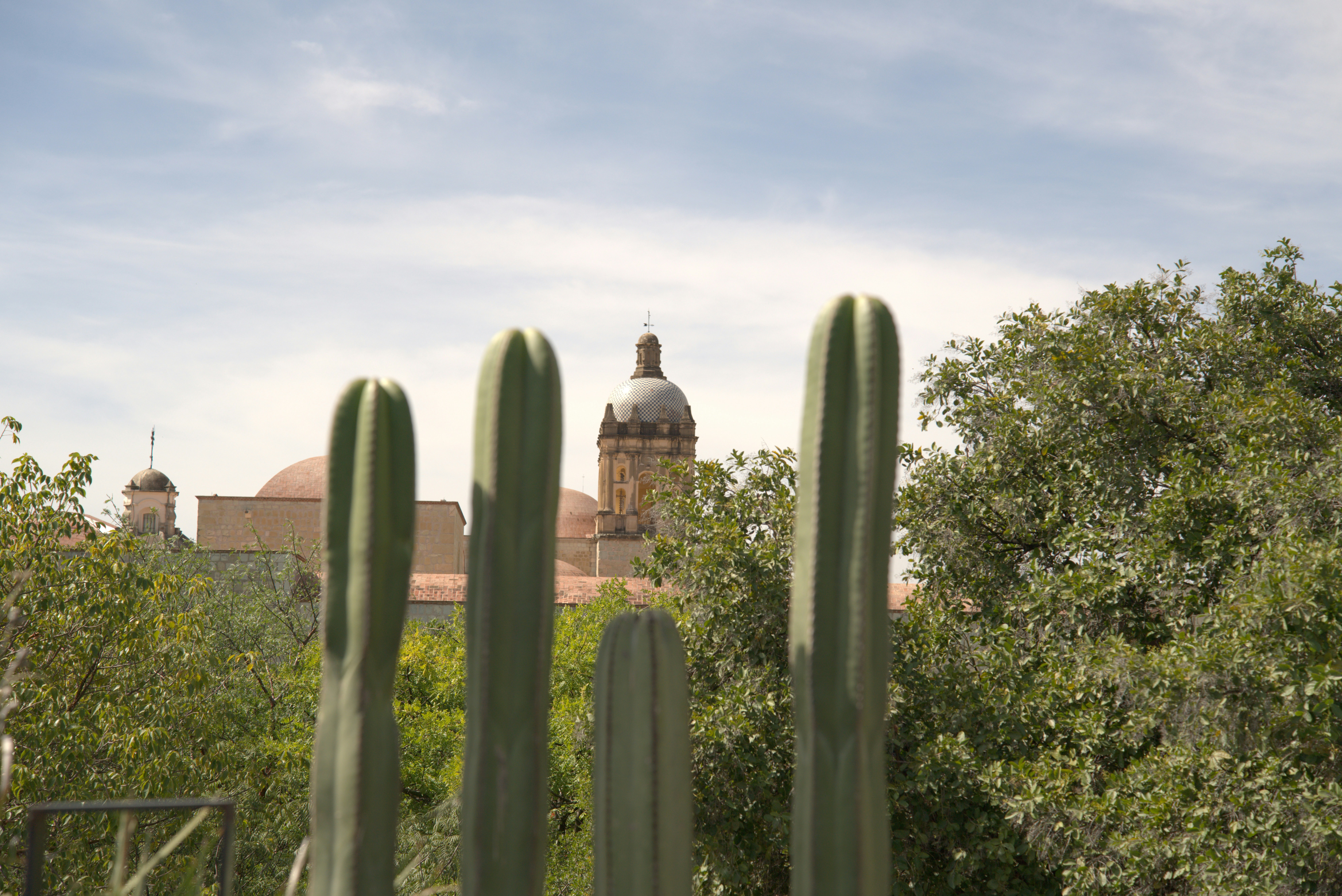 Cacti Silhouette Framing a Historic Dome Against a Verdant Backdrop