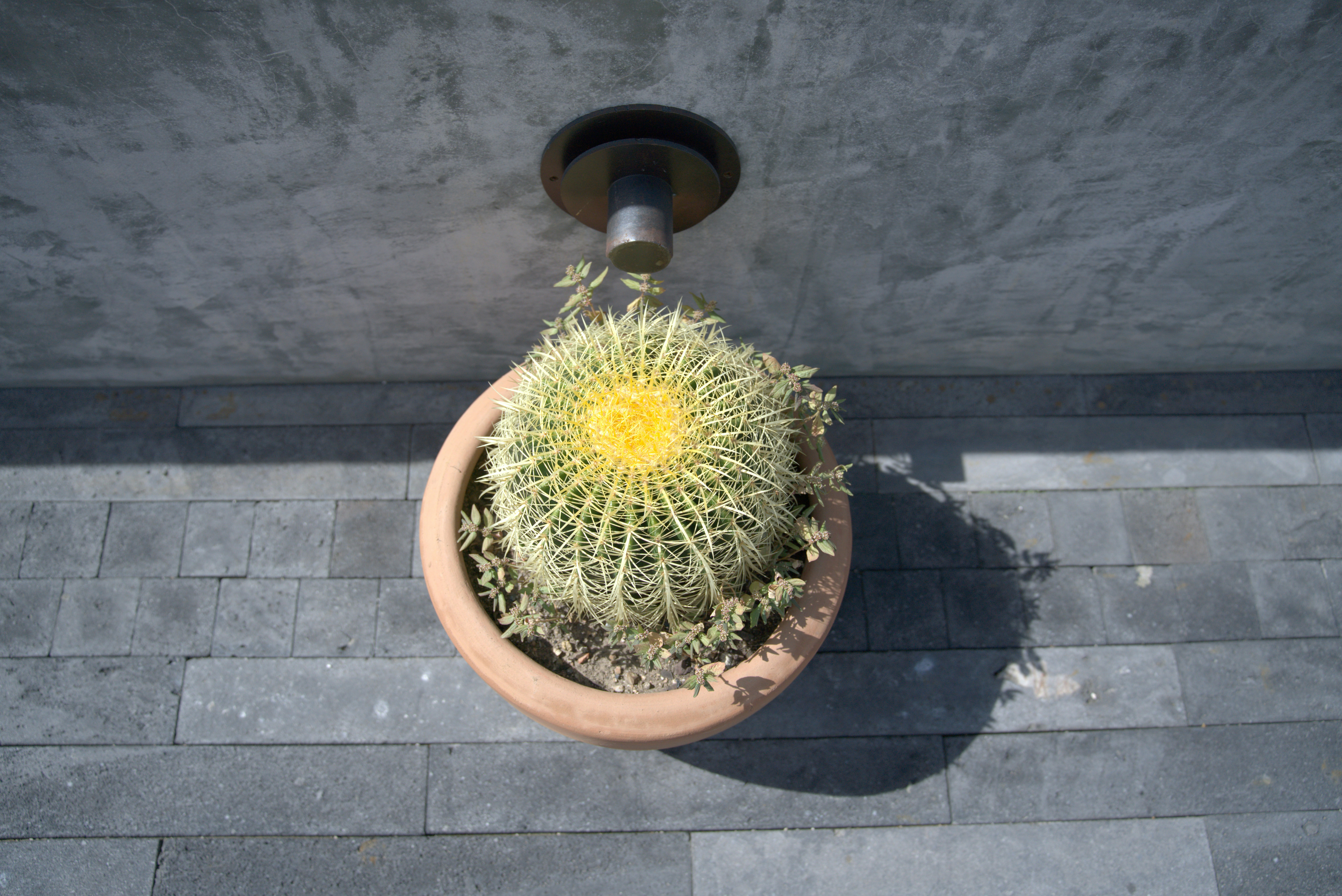 Sunlit Barrel Cactus in a Terracotta Vessel on a Concrete Balcony