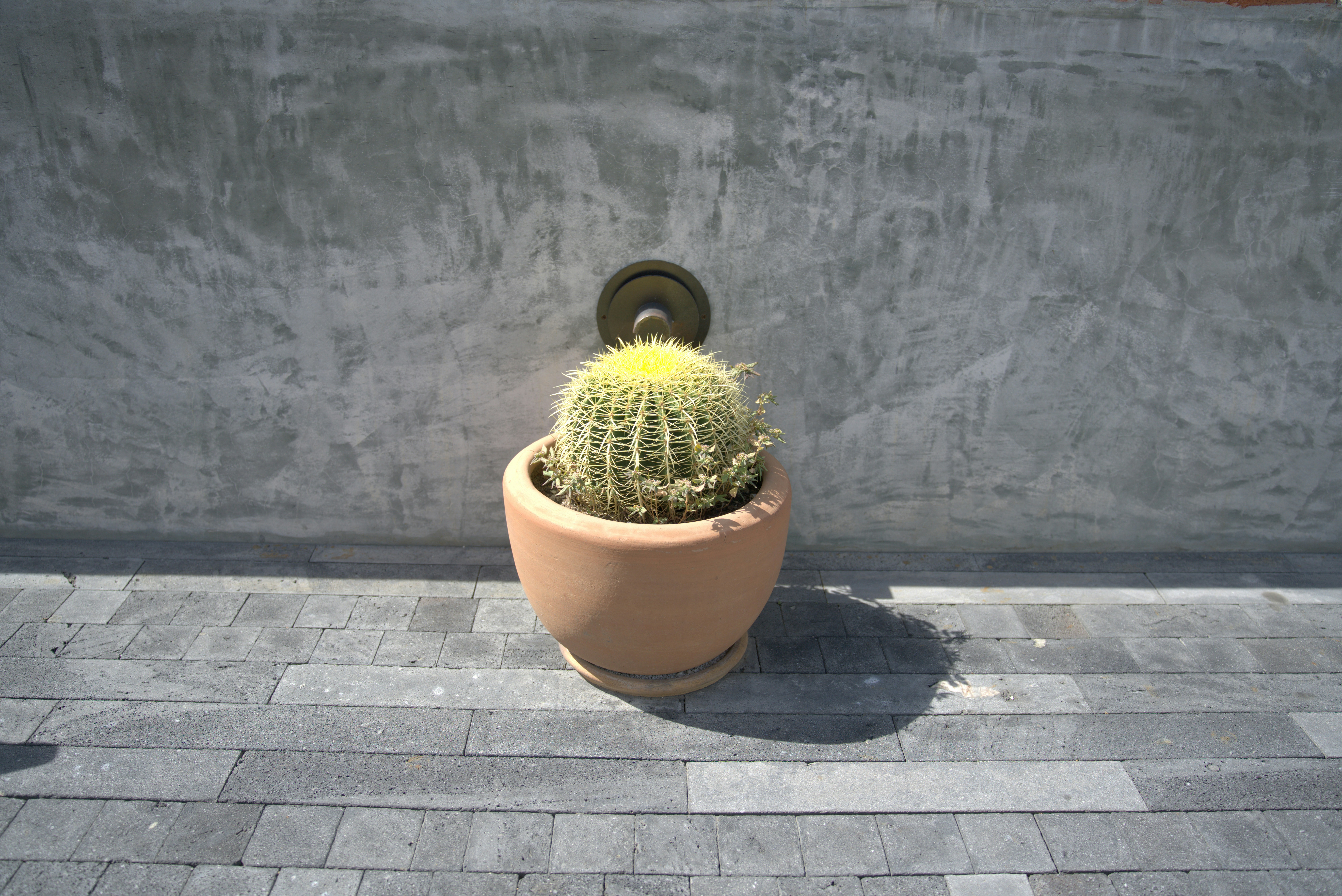 Terracotta Oasis: A Tiny Cactus in Sunlit City Terrace