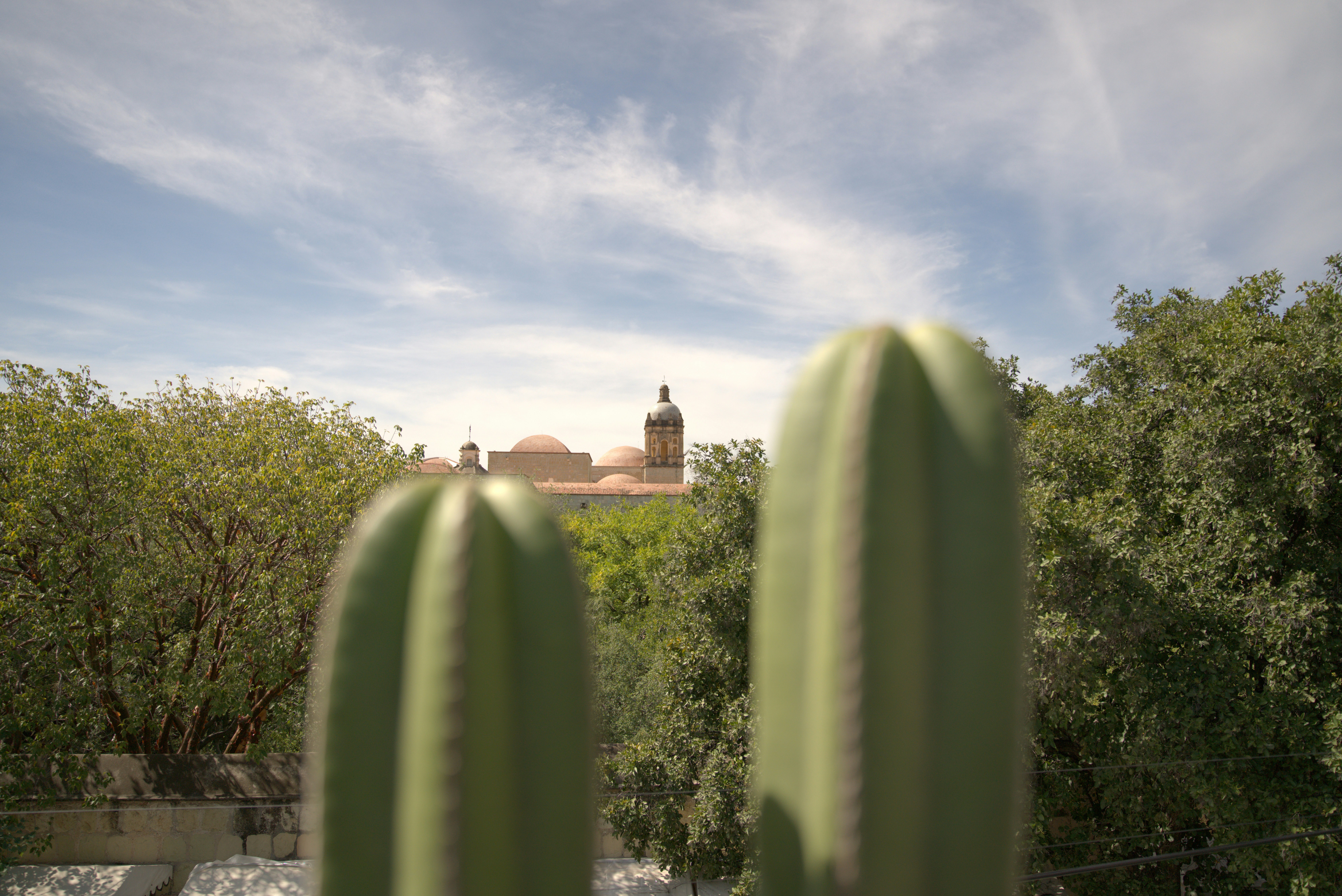 Desert Roofline: Cactus Framing a distant Clocktower
