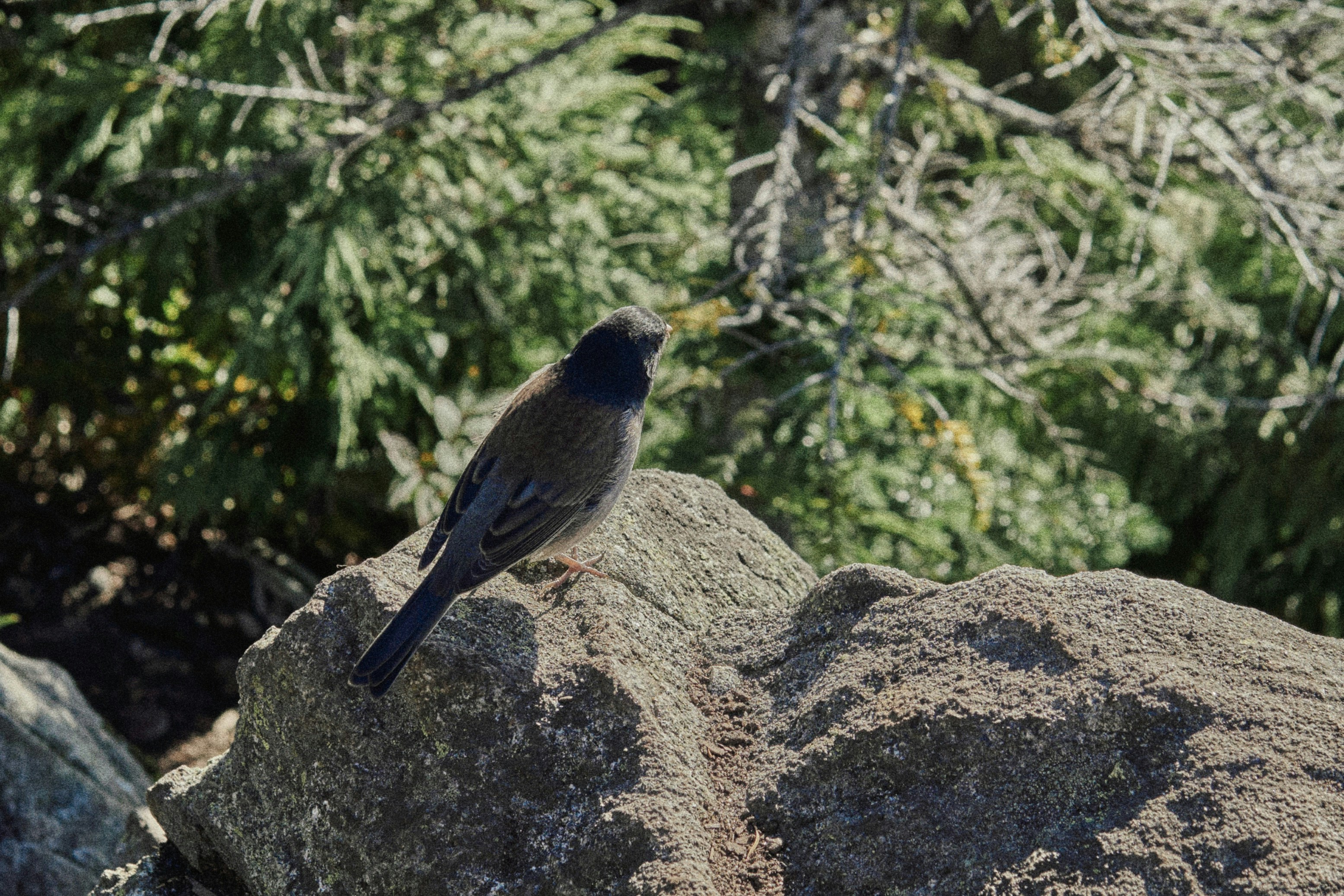 Single passerine atop sunlit rock: a quiet moment in the woodland