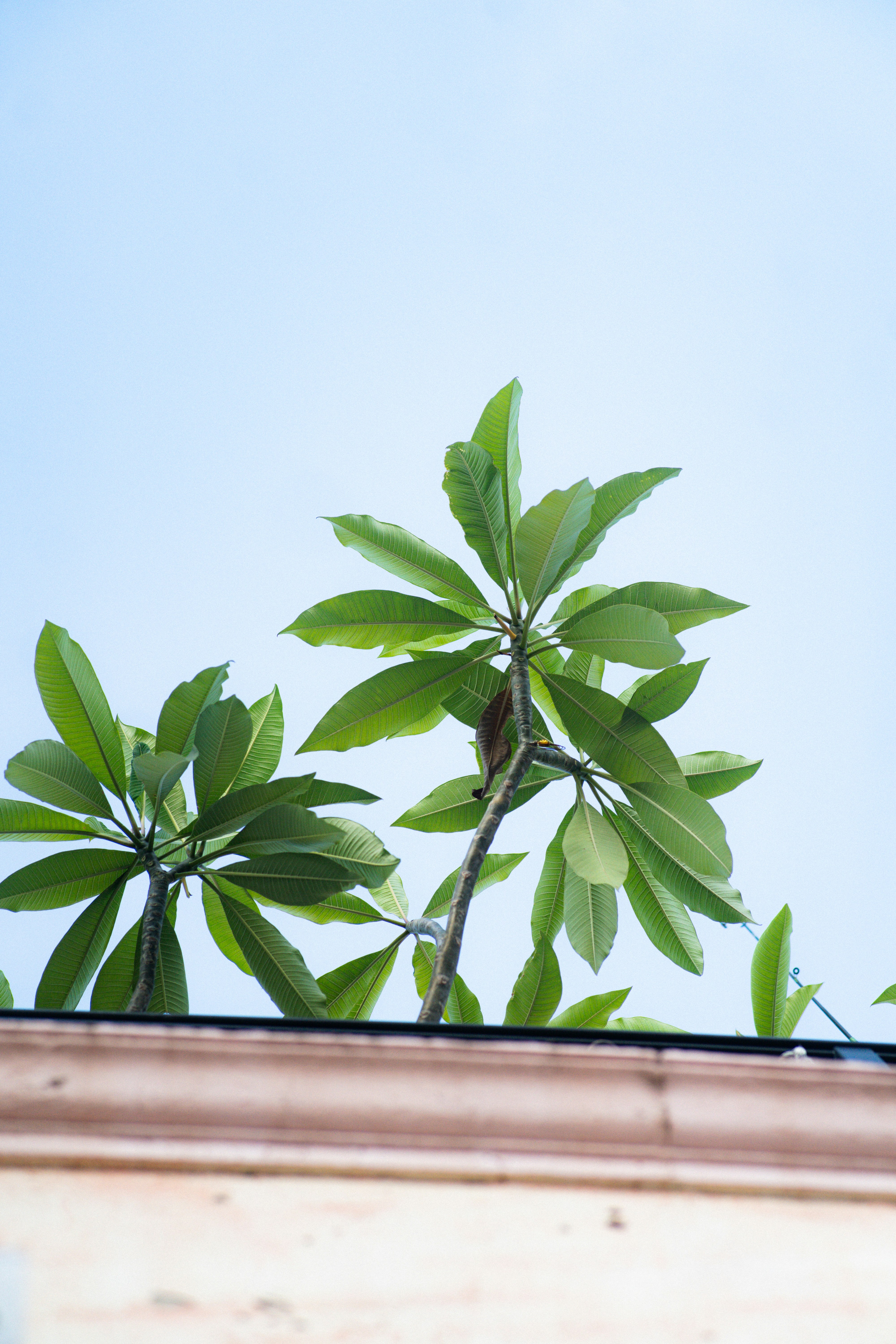 Treetop Constellation Above a Roofline