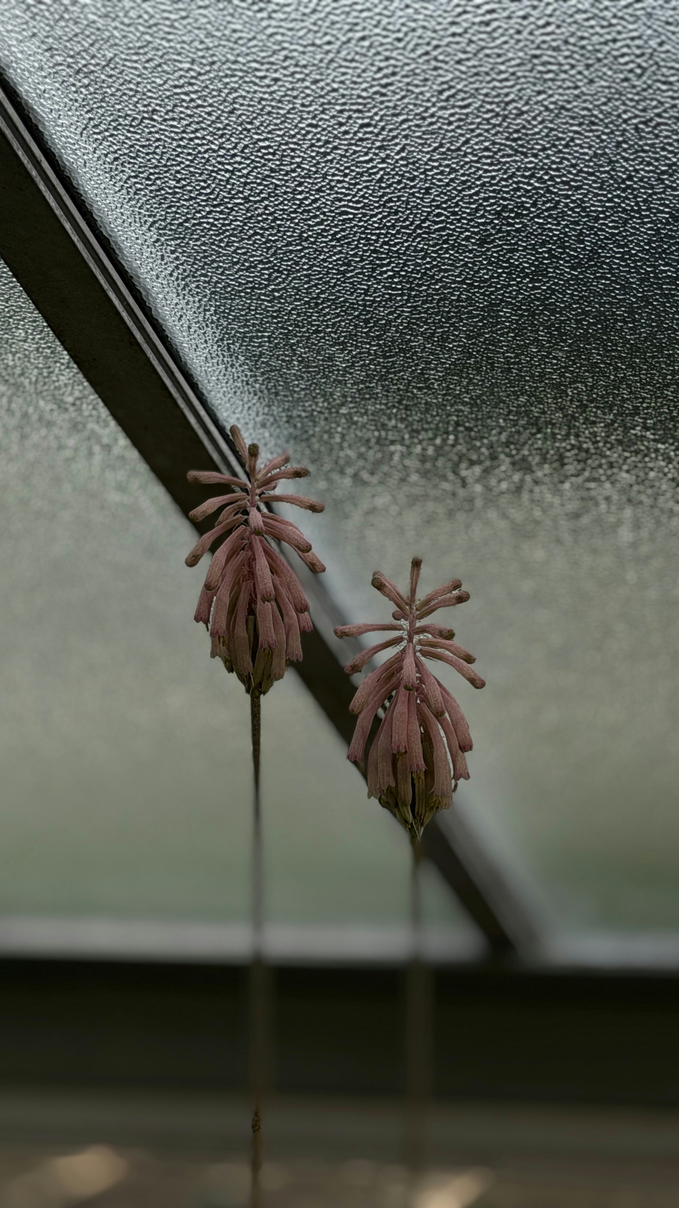 Fuchsia Flowers Defying Frost on a Frosted Window