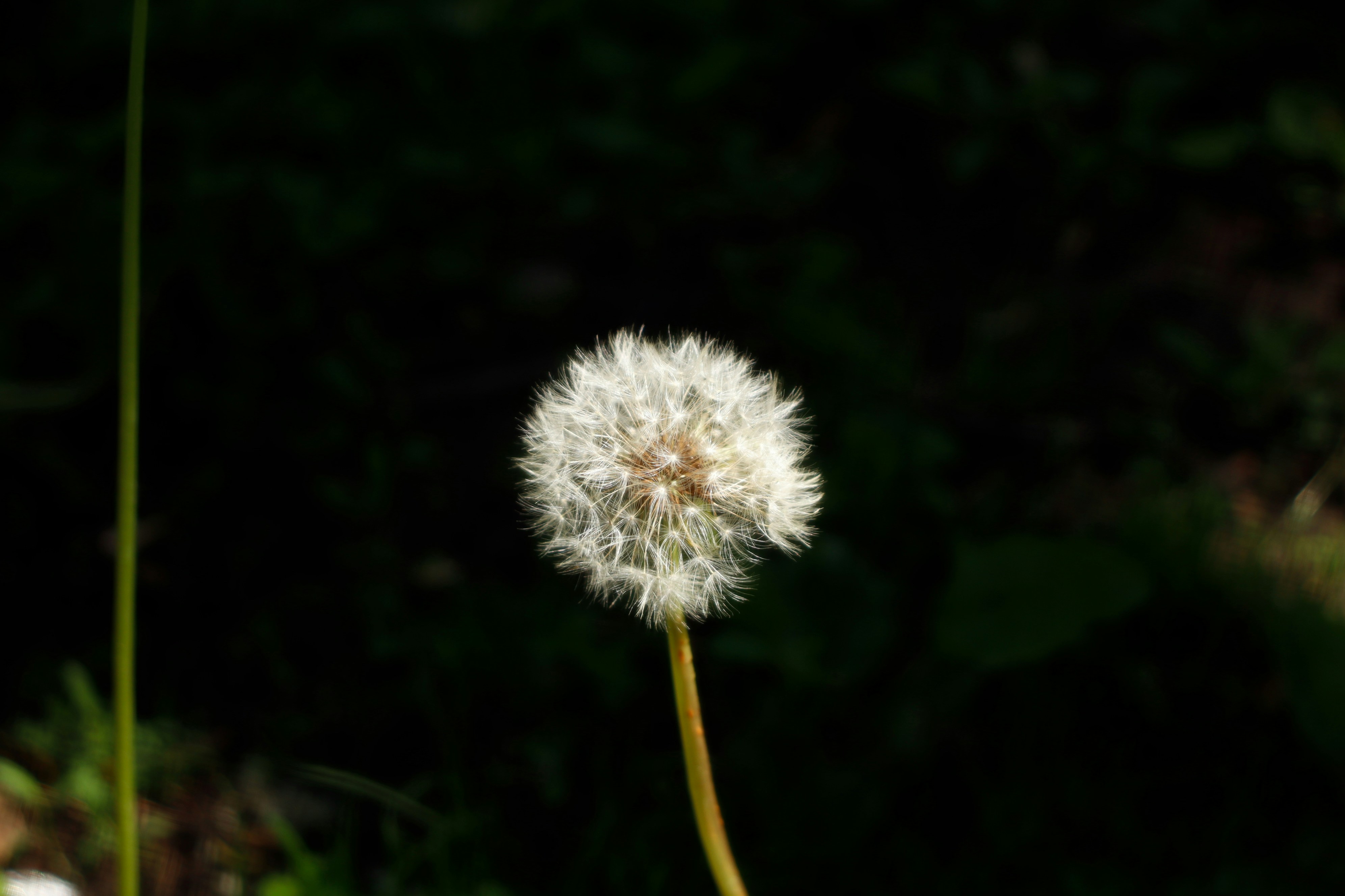 Dandelion Spotlight: A Lone Seed Head Against Velvet Green