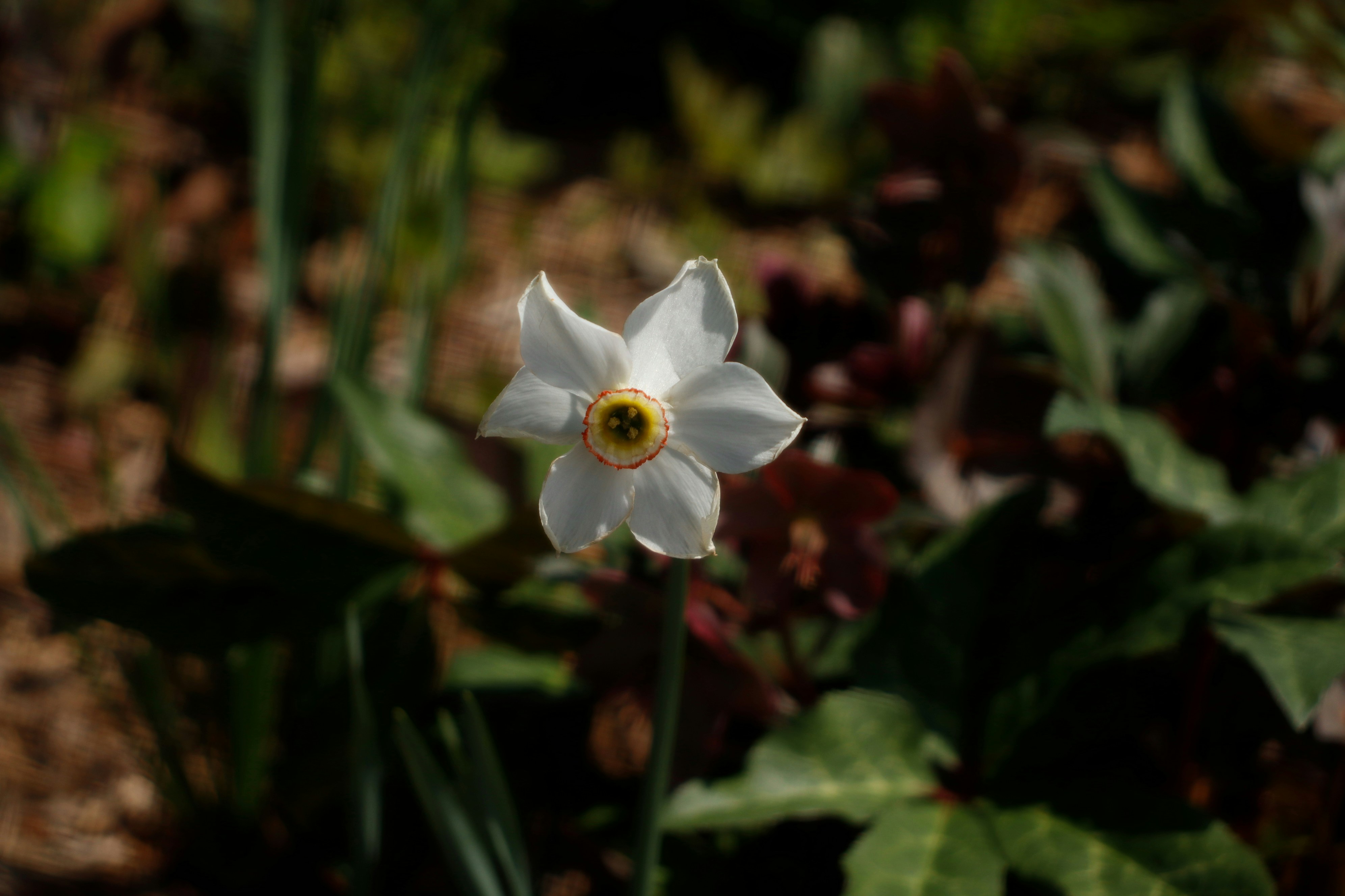 Singular White Daffodil Amid Dark Foliage