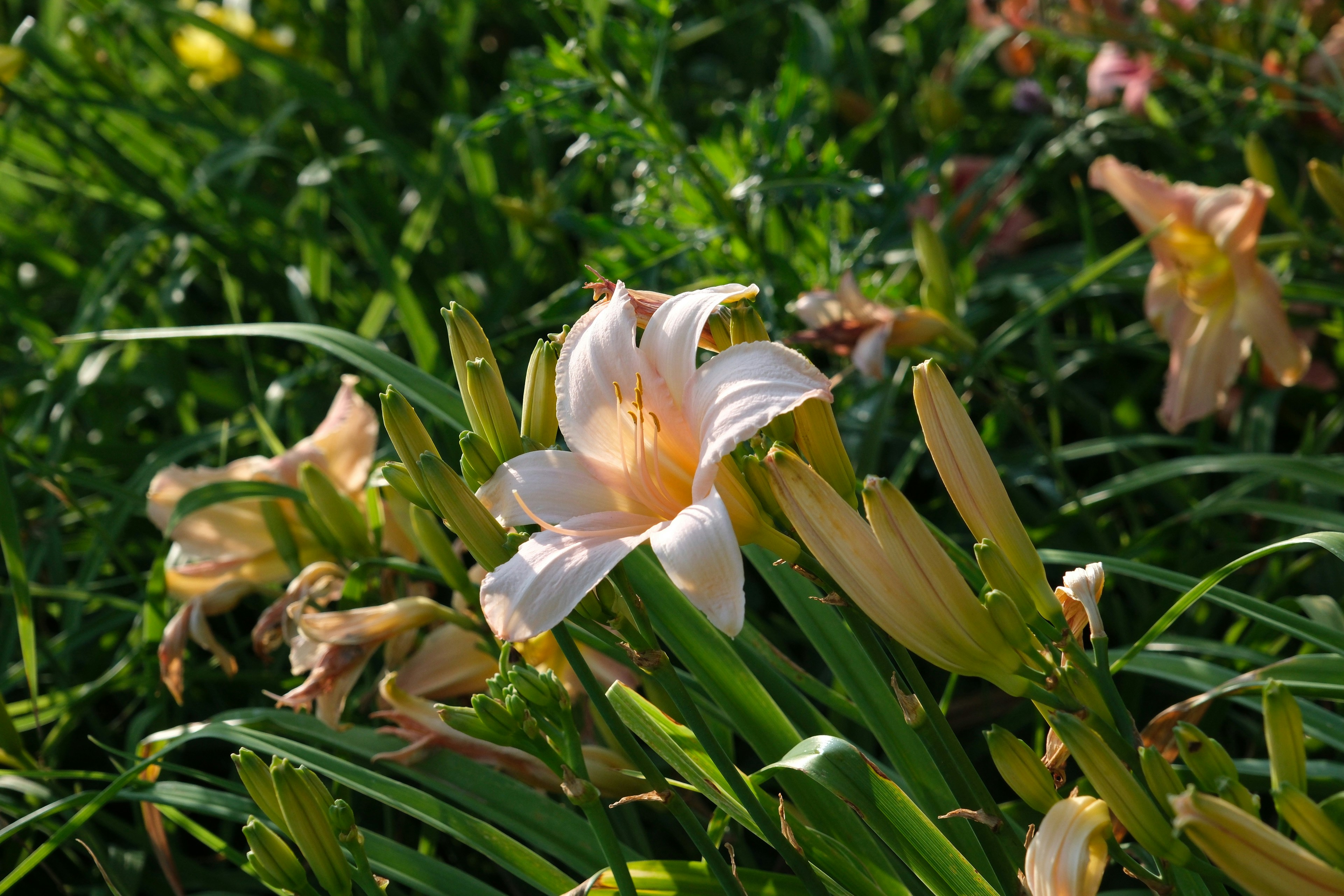 Peach-tinged daylily amid a sea of green