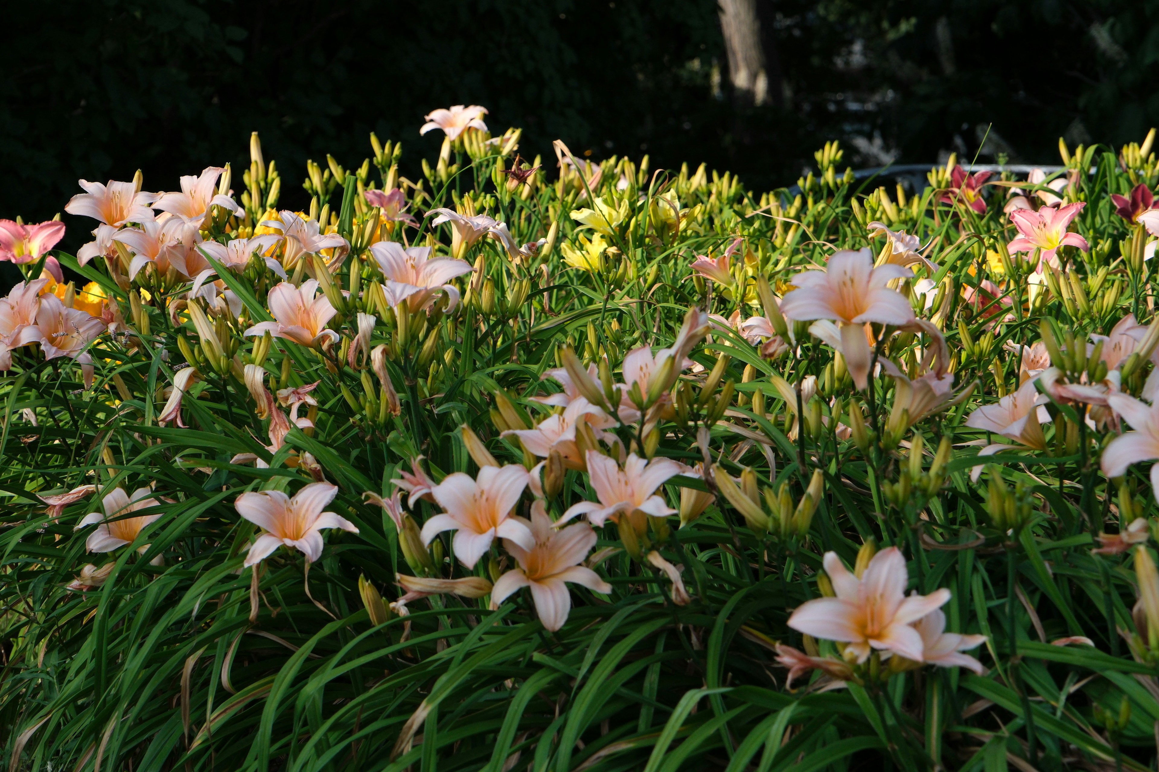 Sunlit Daylilies: A Sea of Soft Peach Blooms Under Green Curtain