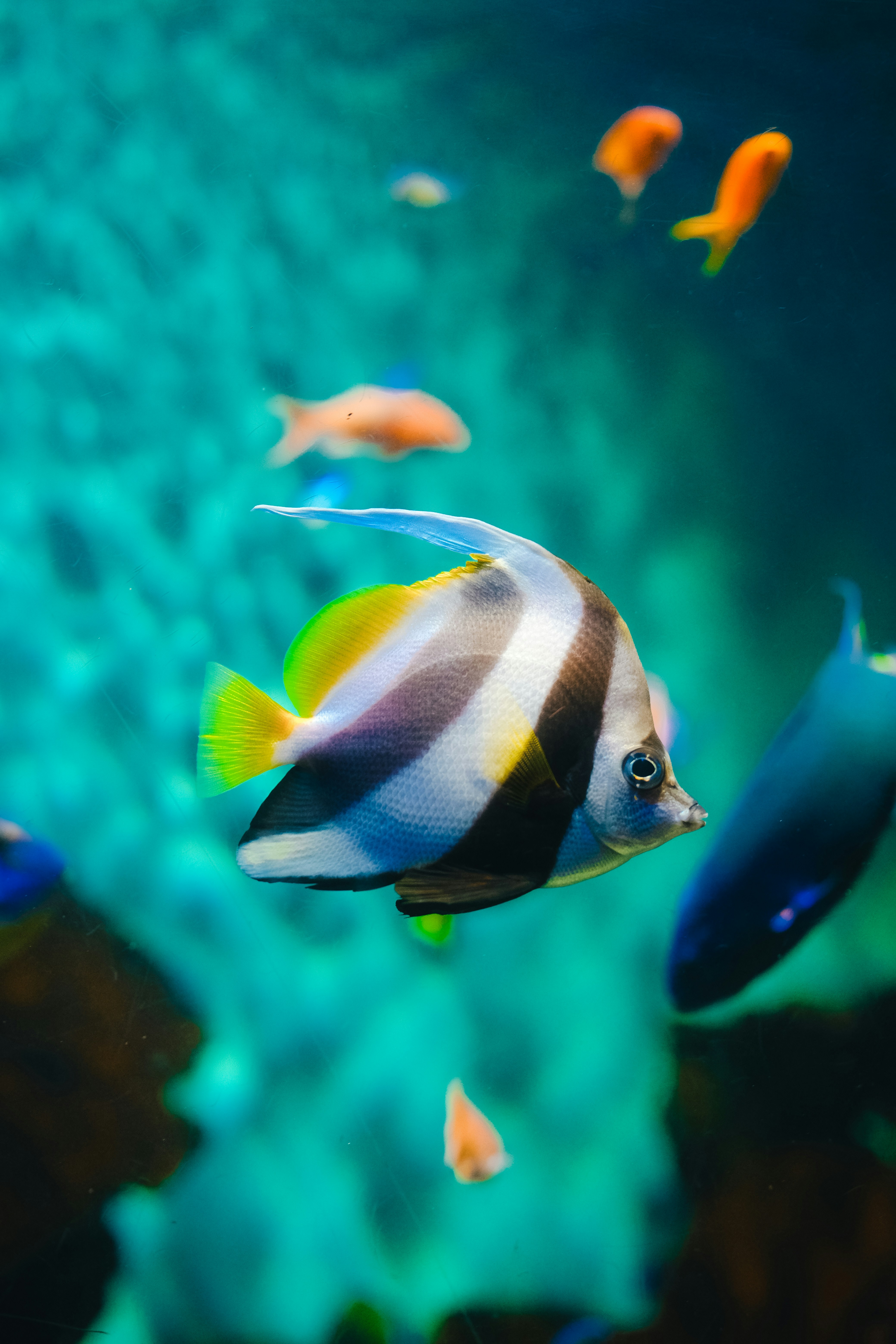 Colorful Angelfish Parade in Turquoise Reef