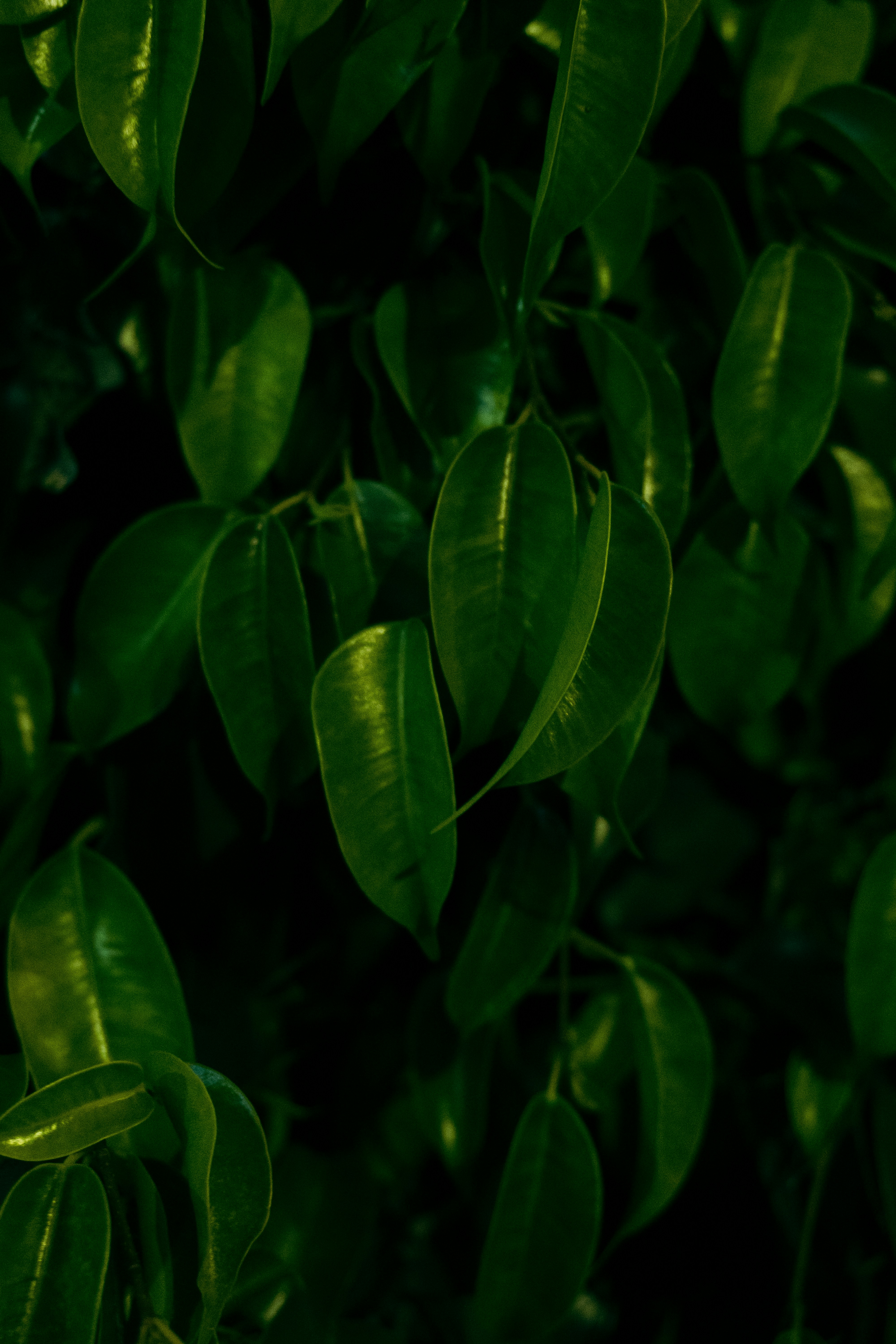 Emerald Canopy: Close-Up of Glossy Leaves in Shadowed Light