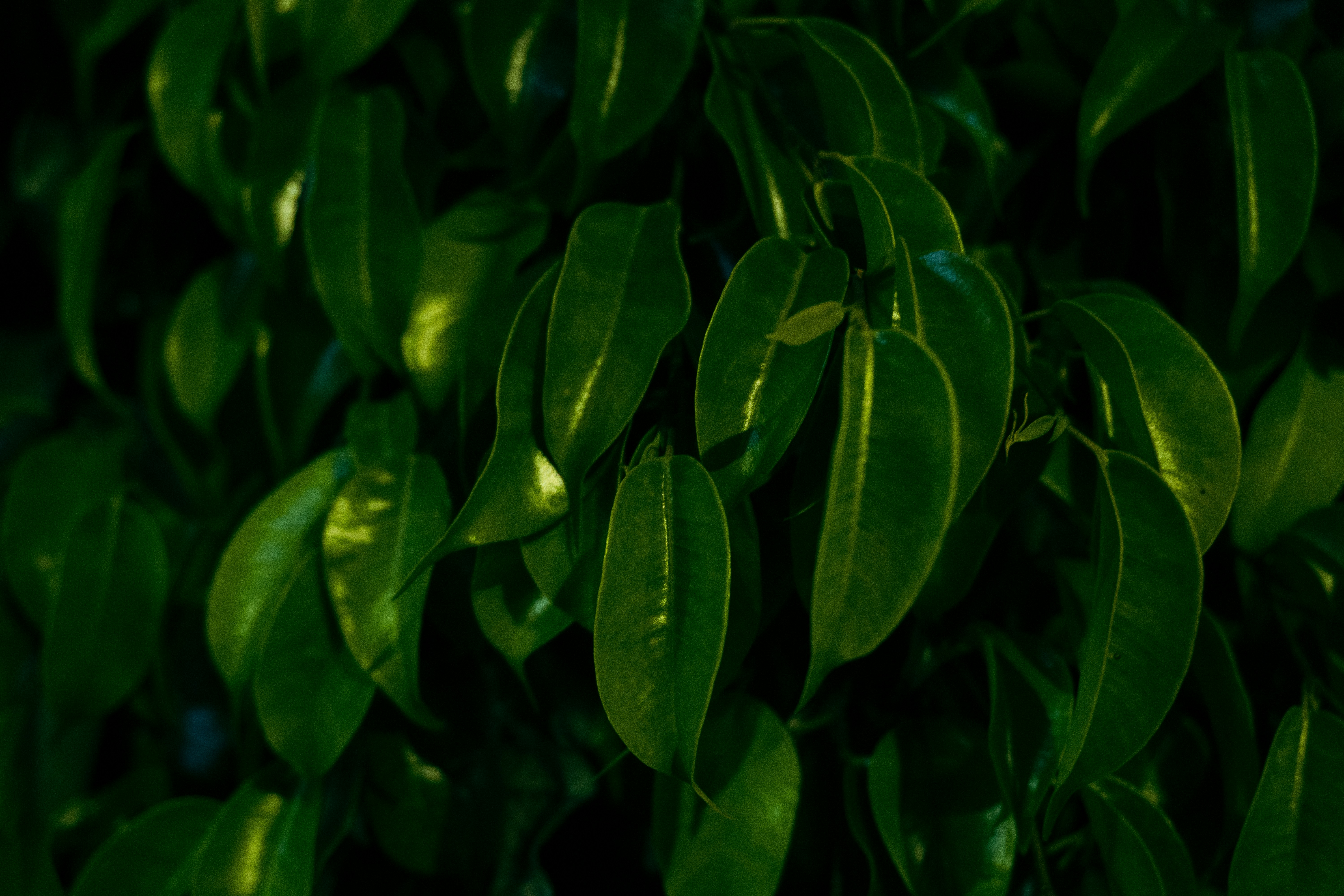 Midnight Green: A Dense Canopy of Glossy Leaves