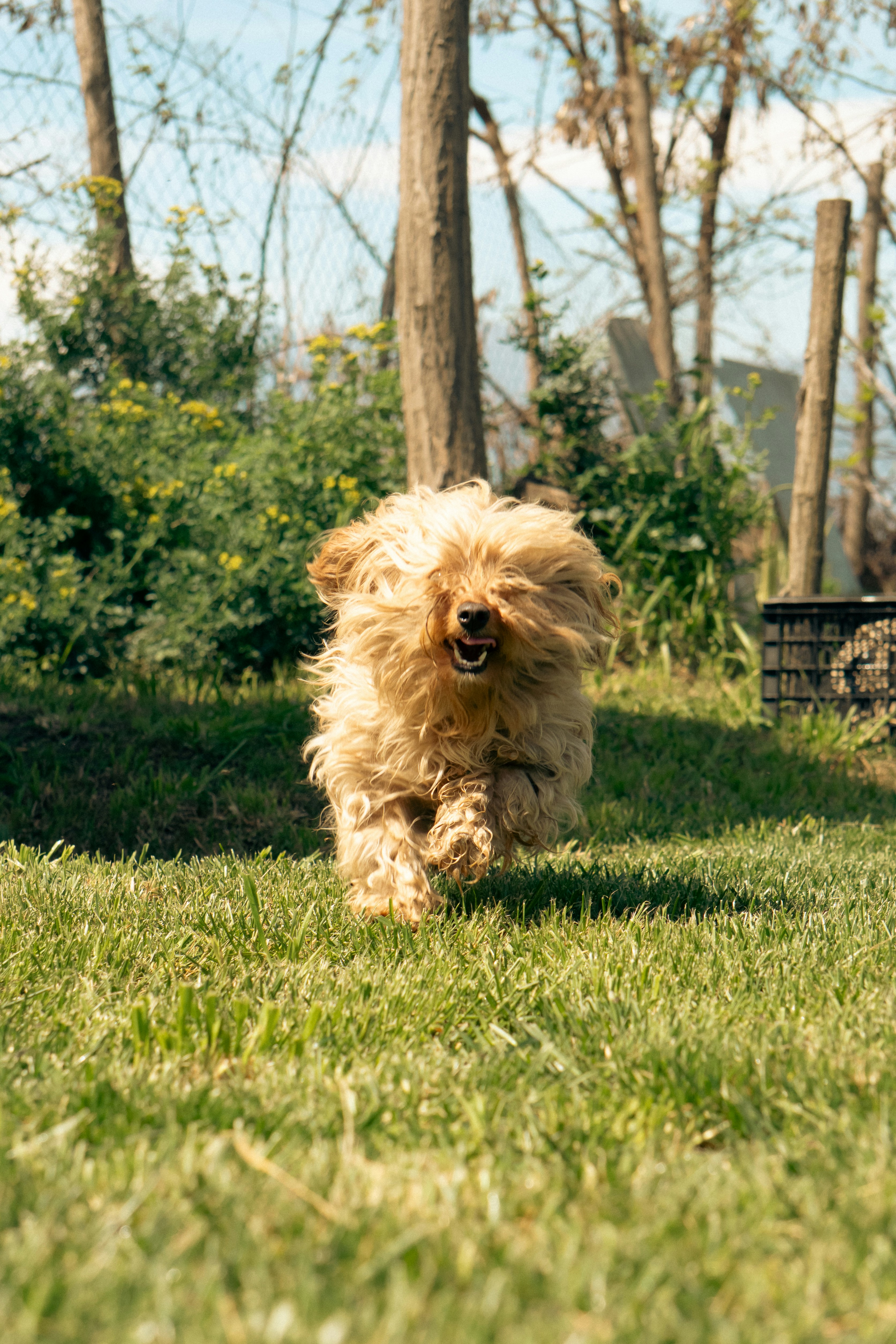 Spirited Wanderer: A Golden Pup Bound Across the Lawn