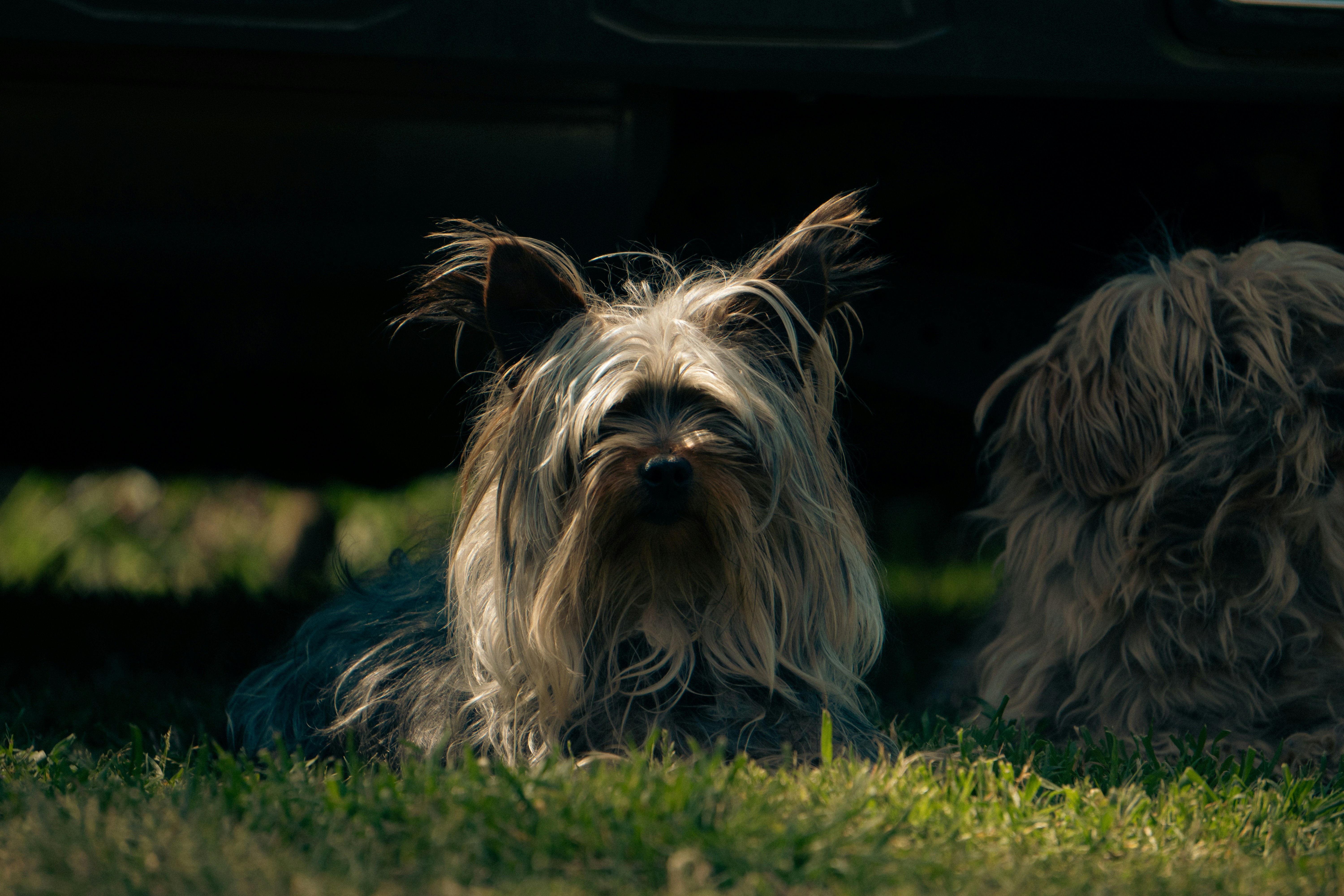 Low Sunlit Whispers: A Pair of Shaggy Guardians Rest in the Grass