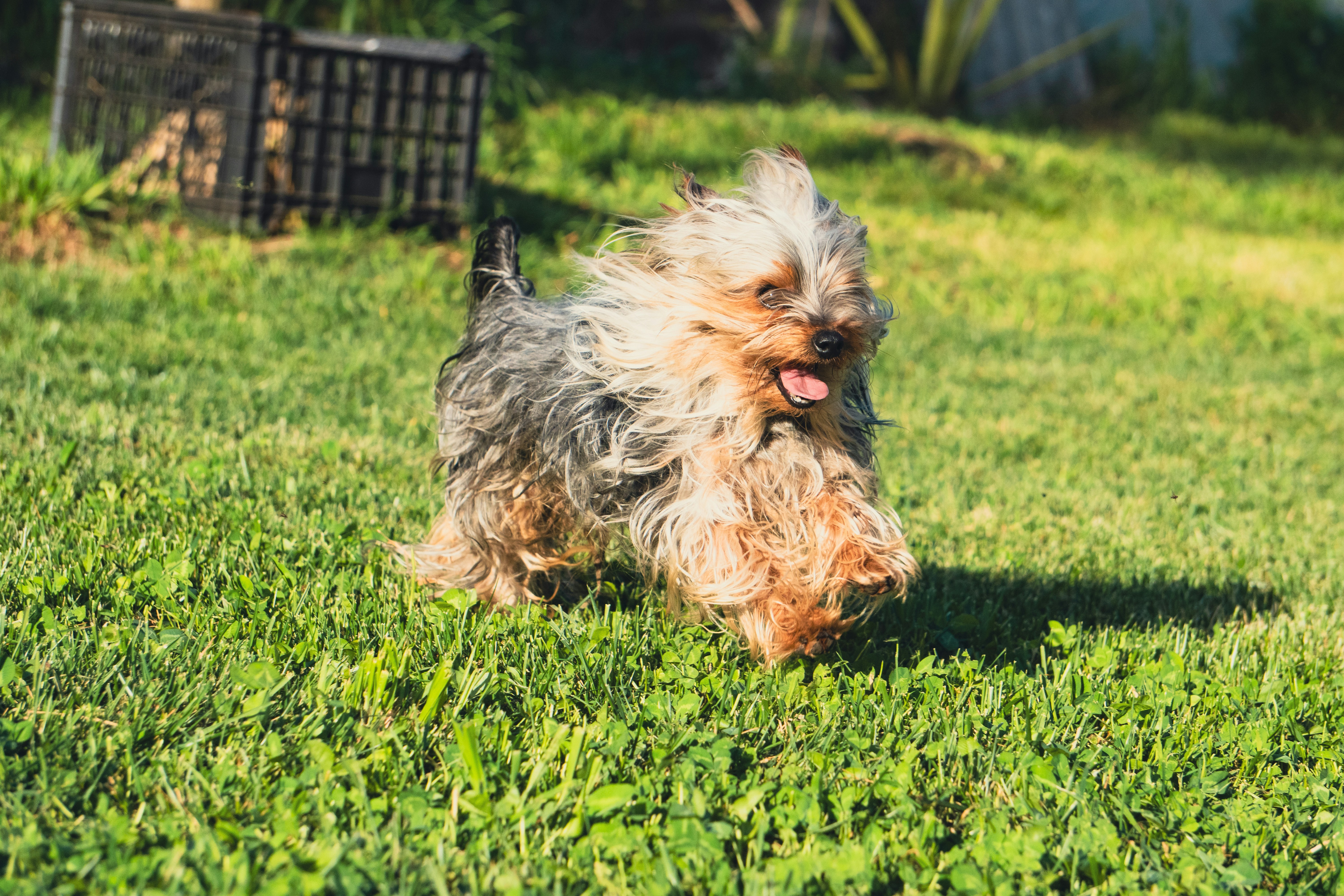 Lively terrier in mid-gallop across sunlit lawn