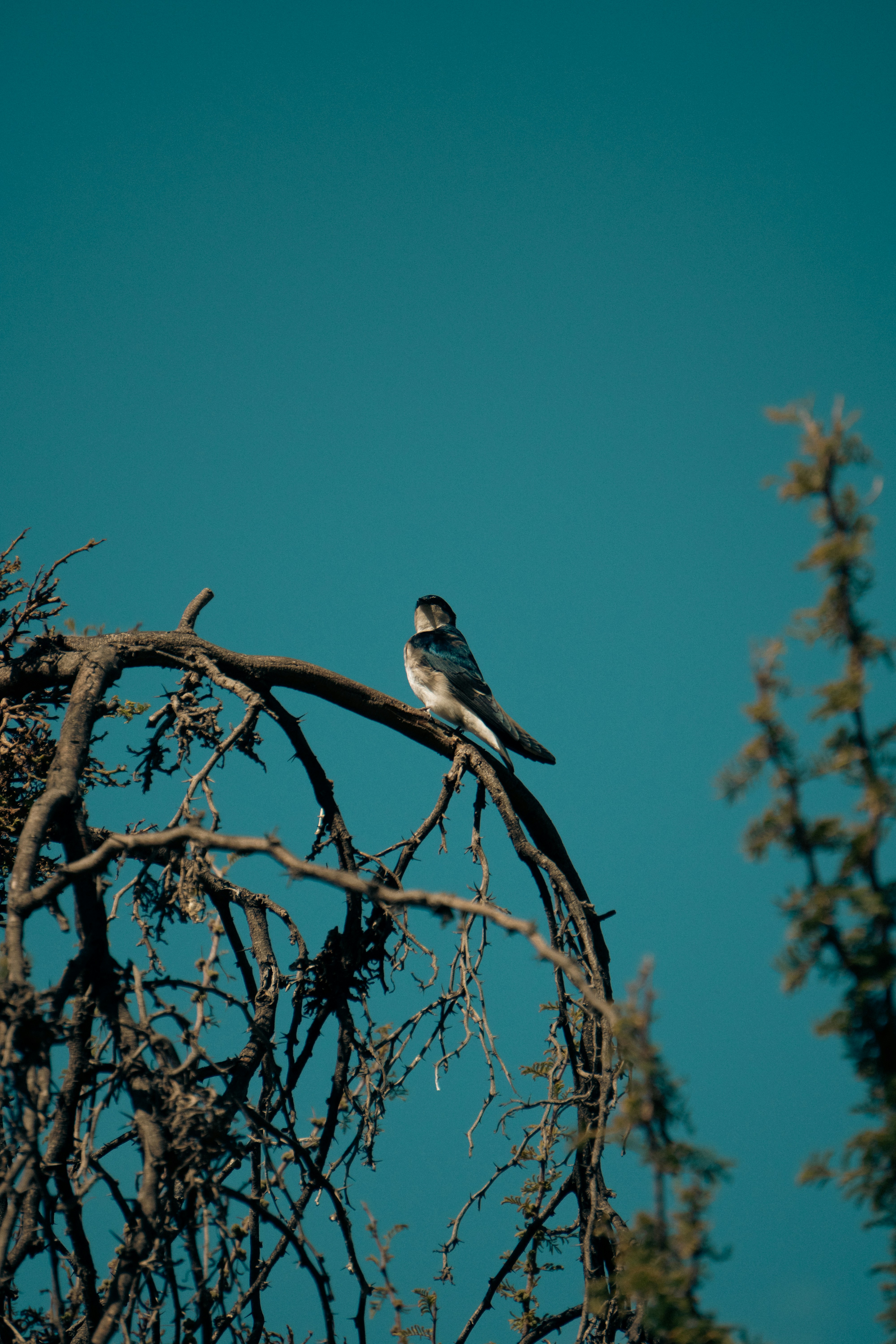 Singleton on a Curved Branch: A Sparrowsong of Silence