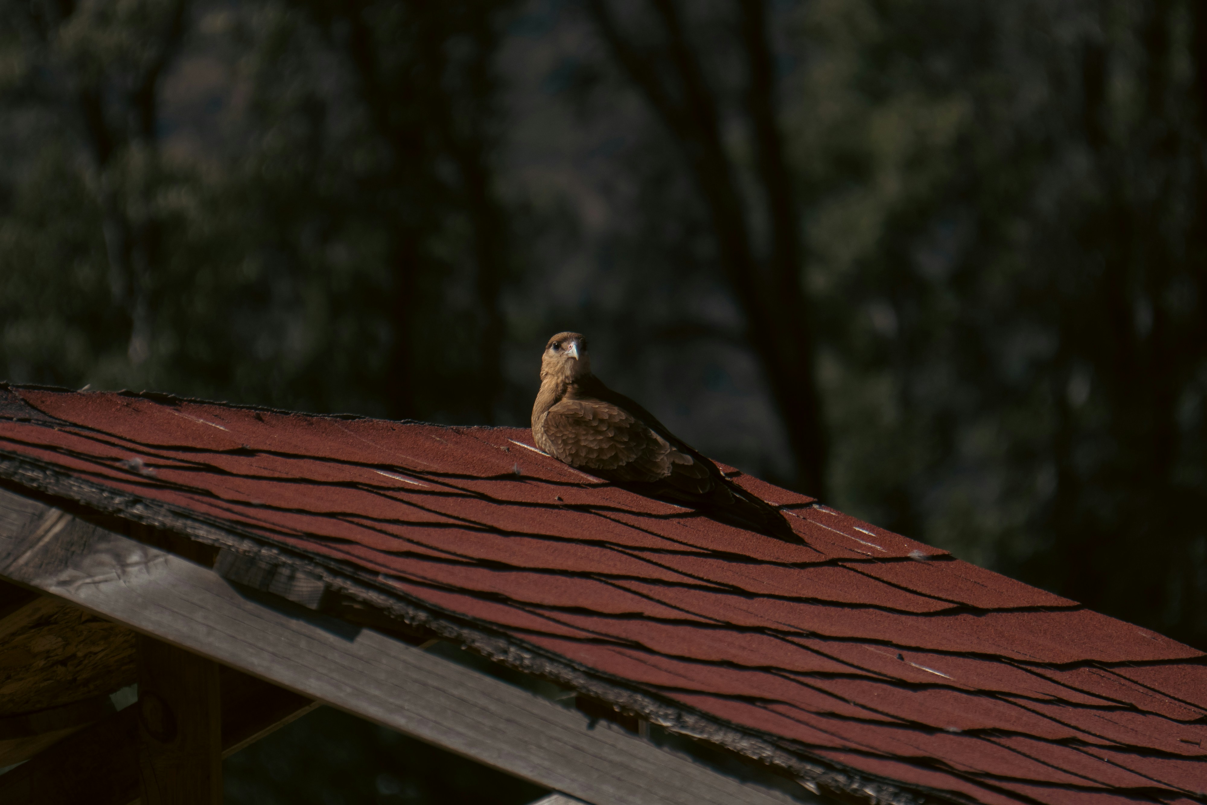 Perched on Red Roof: A solitary bird in dappled shade