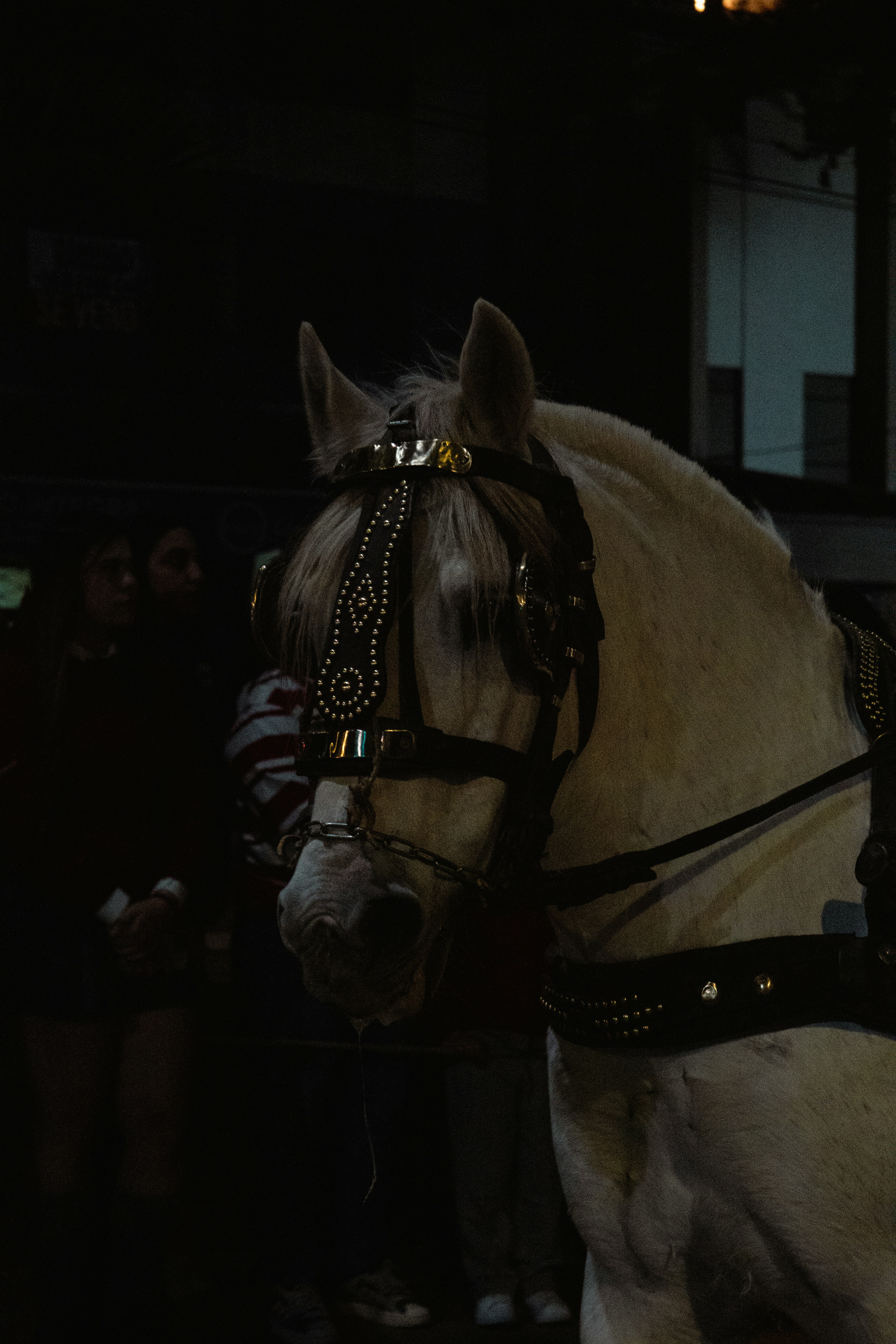 Dark-Illuminated Parade: A Studded Horse in a Quiet Scene