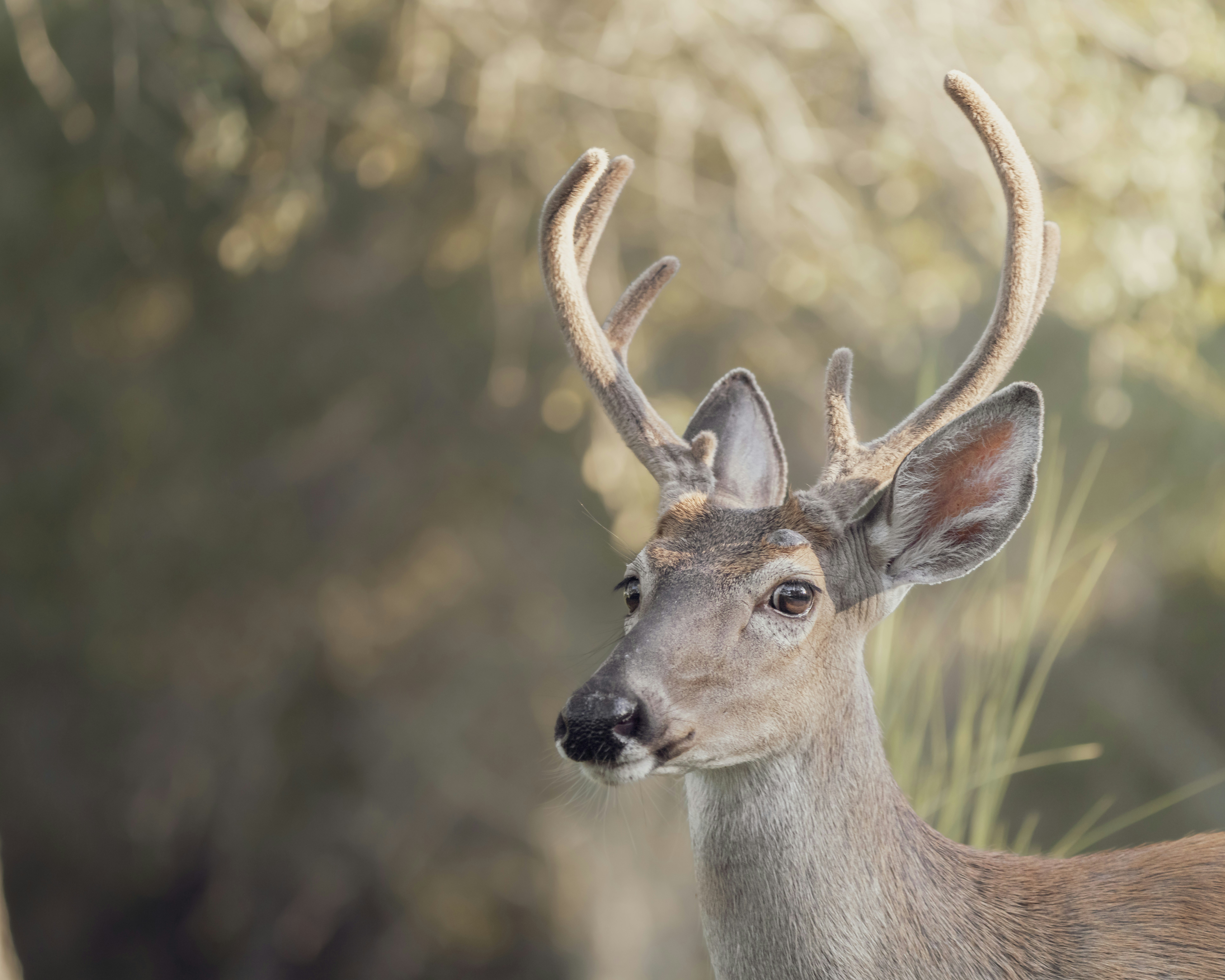 Velvet Antlers in Soft Morning Light