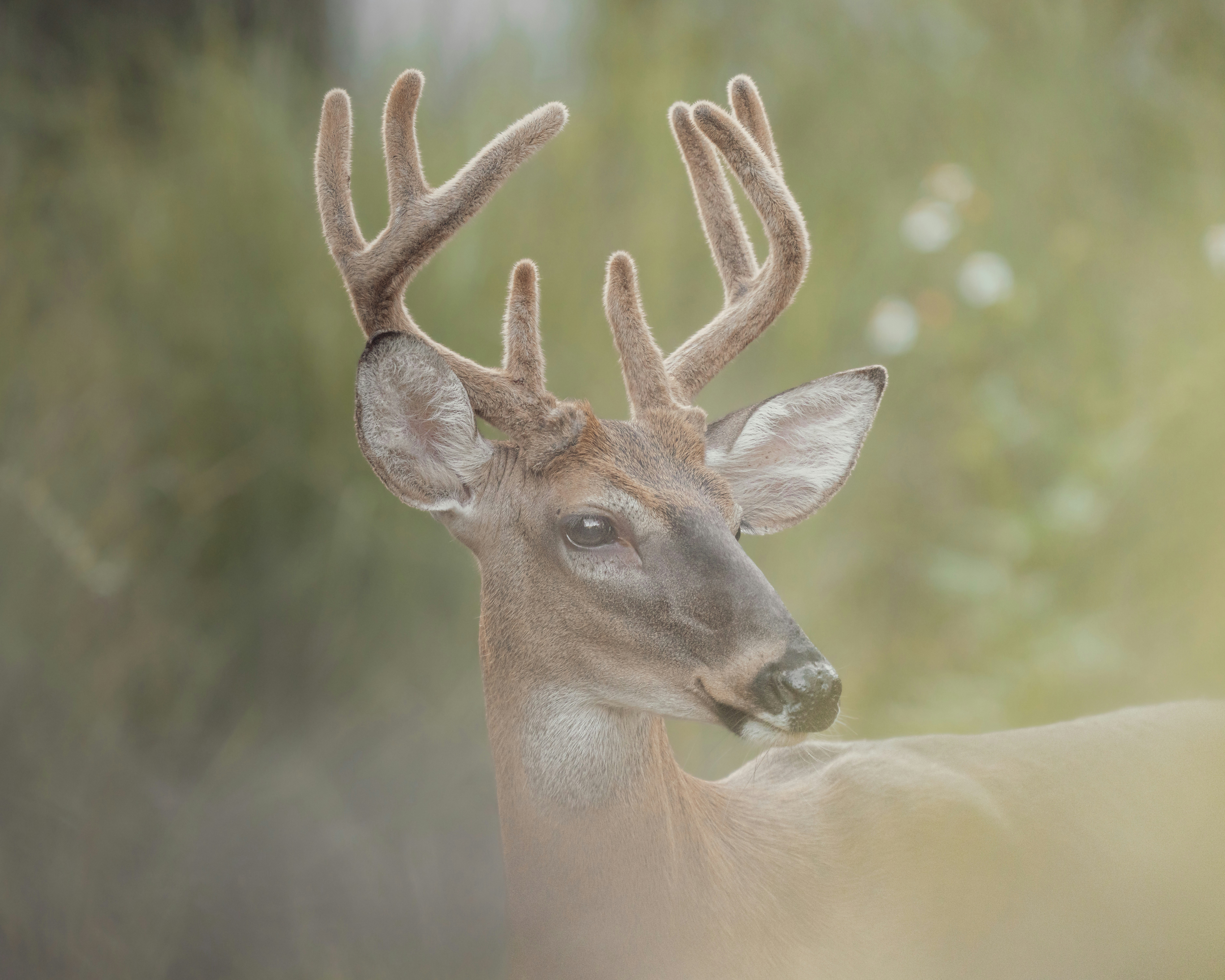Majestic Stag in a Misty Clearing