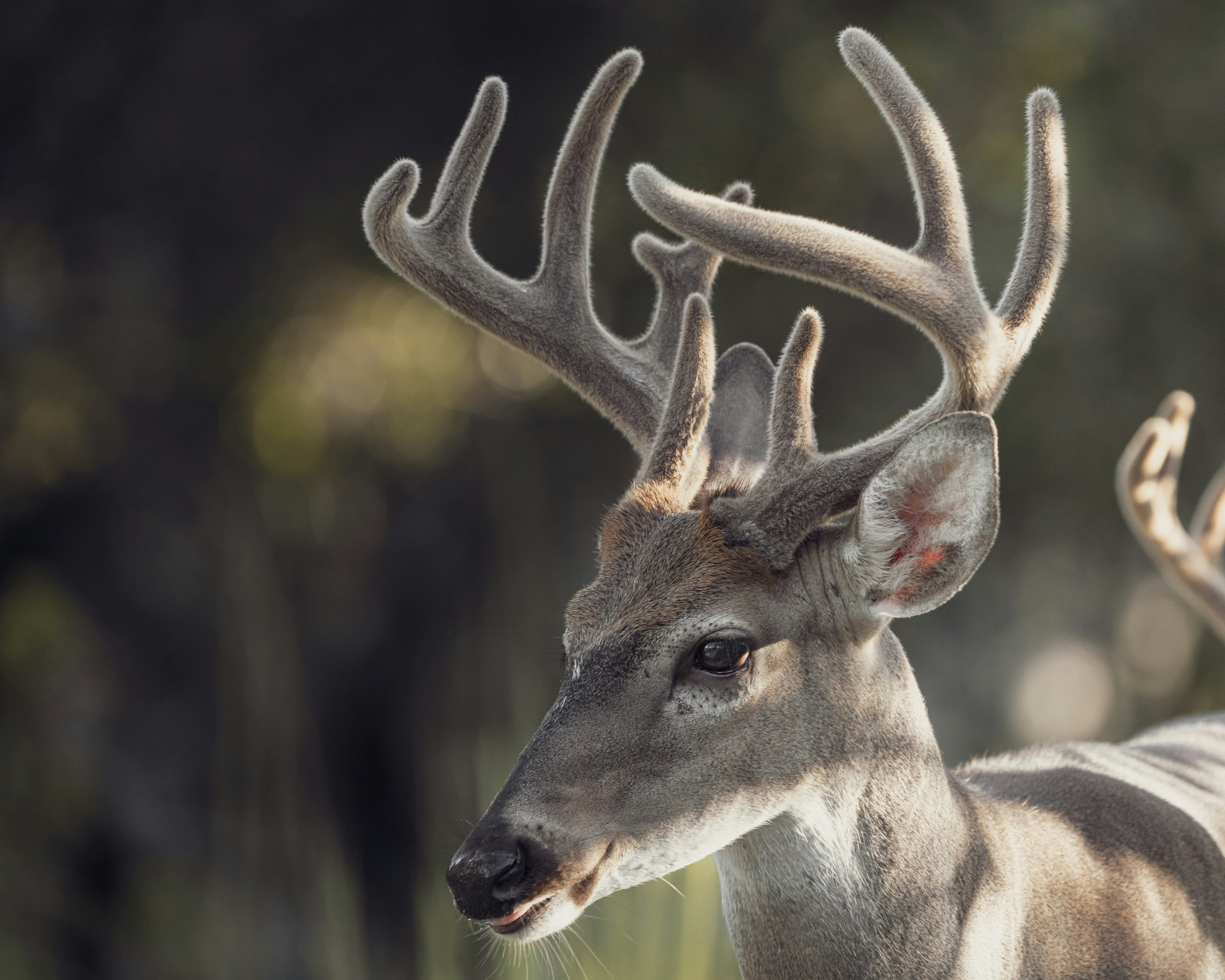 Majestic Stare: Velvet Antlers in Autumn Light