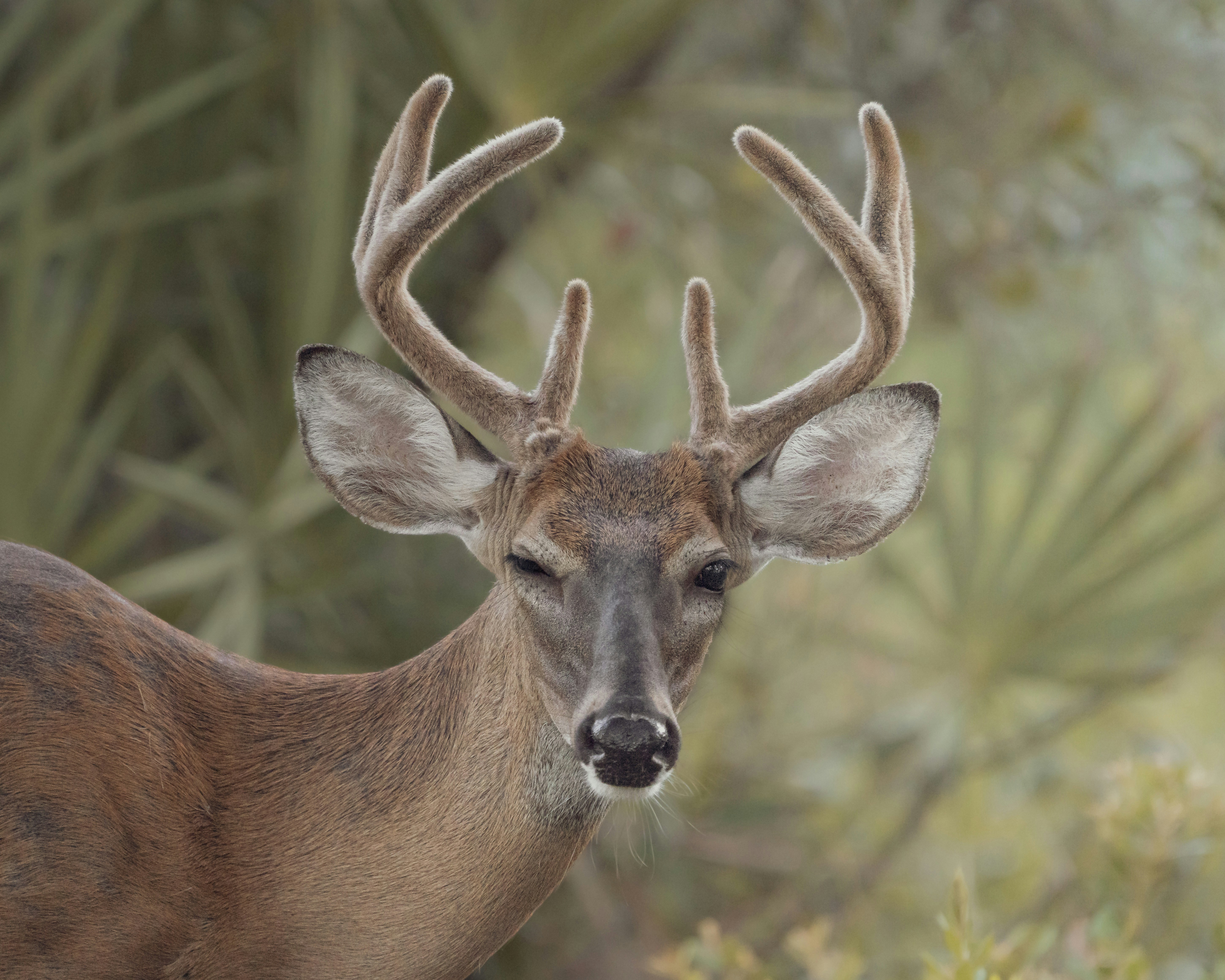 Stately Stag: Close-Up with Velvet Antlers in Spring Light