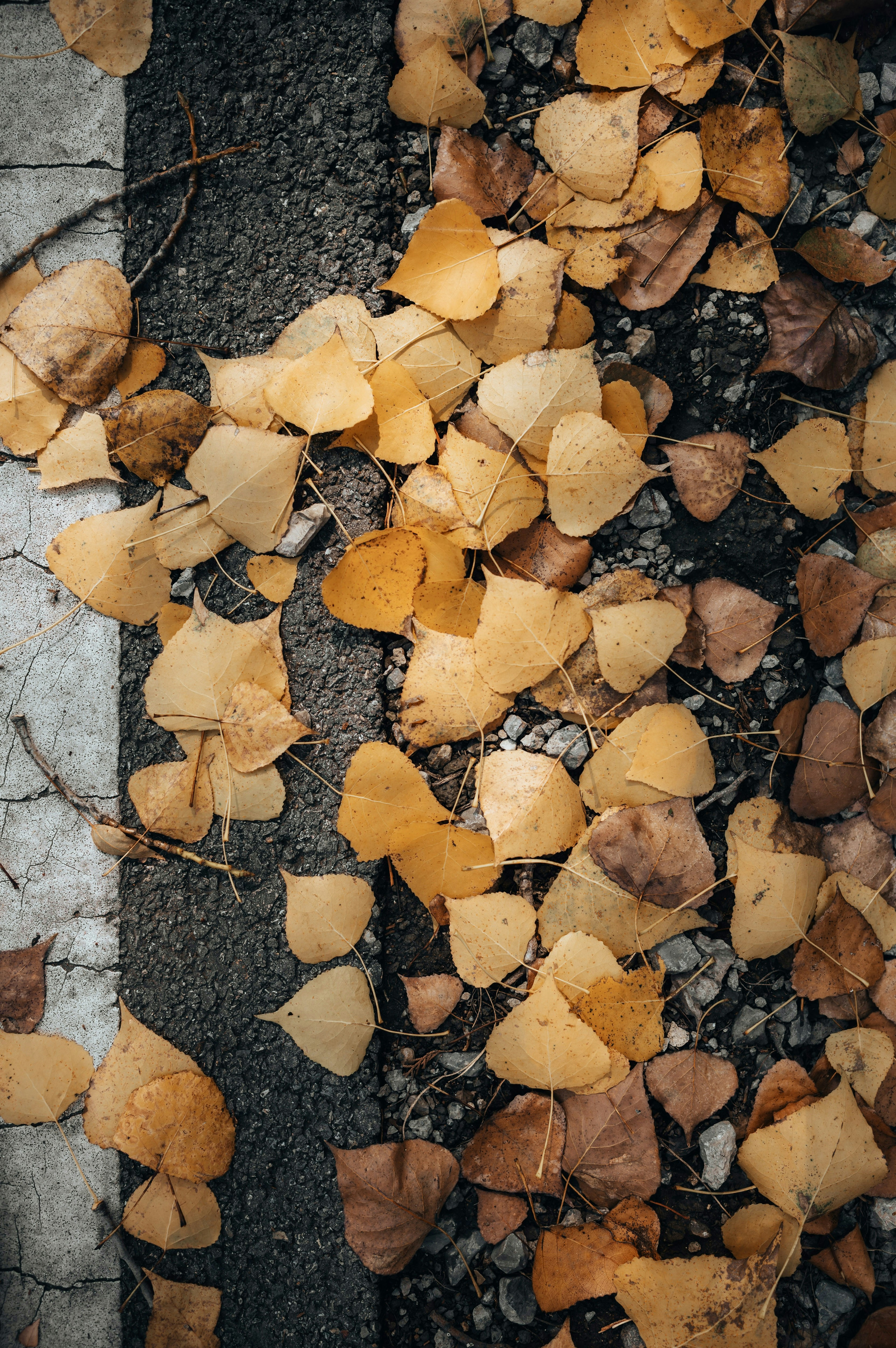 Autumn Confetti: Leaves Drifting Across a Rough Path