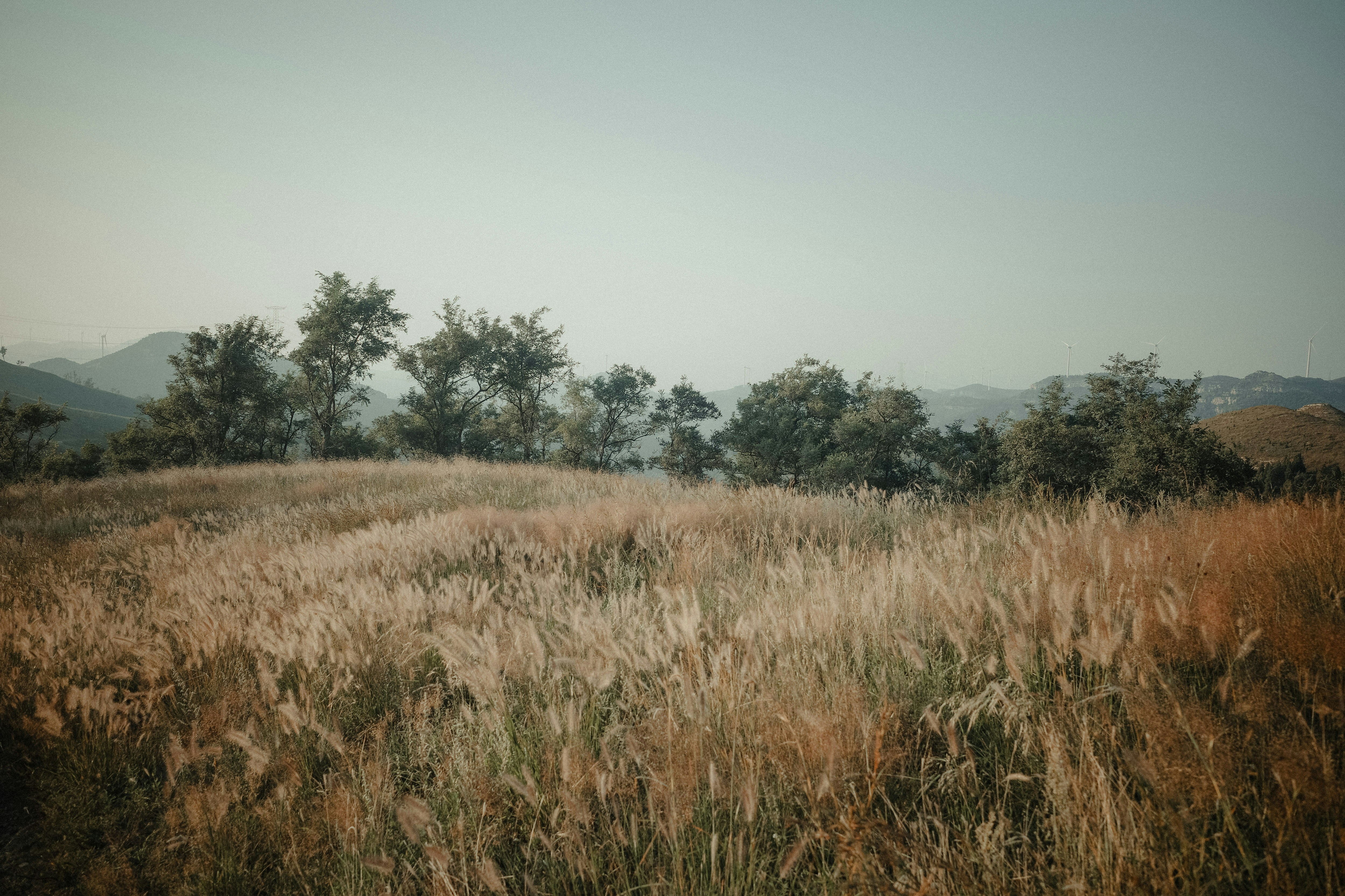 Golden Field Echoes: Hillside grasses under a pale sky