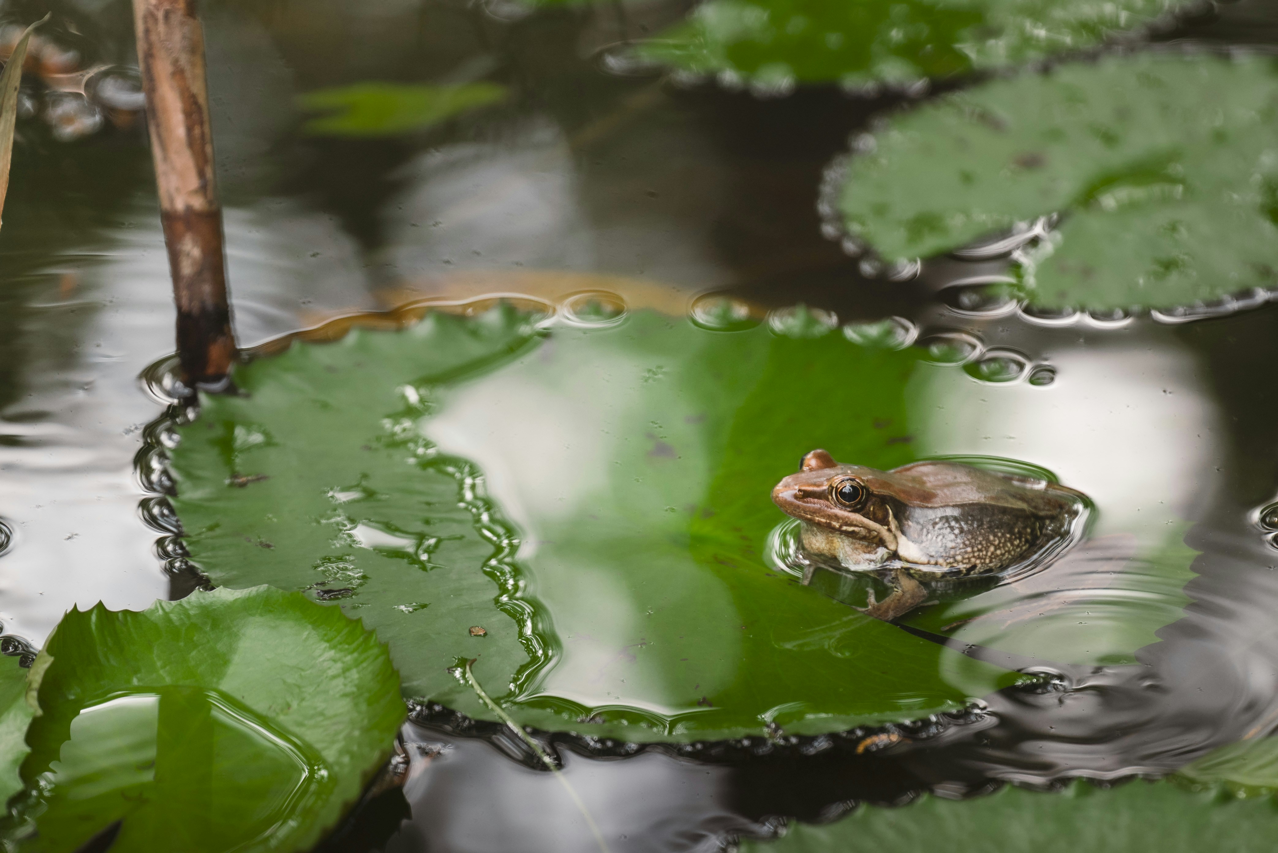 Emerald Blade: A Frog Seated on a Lily Pad
