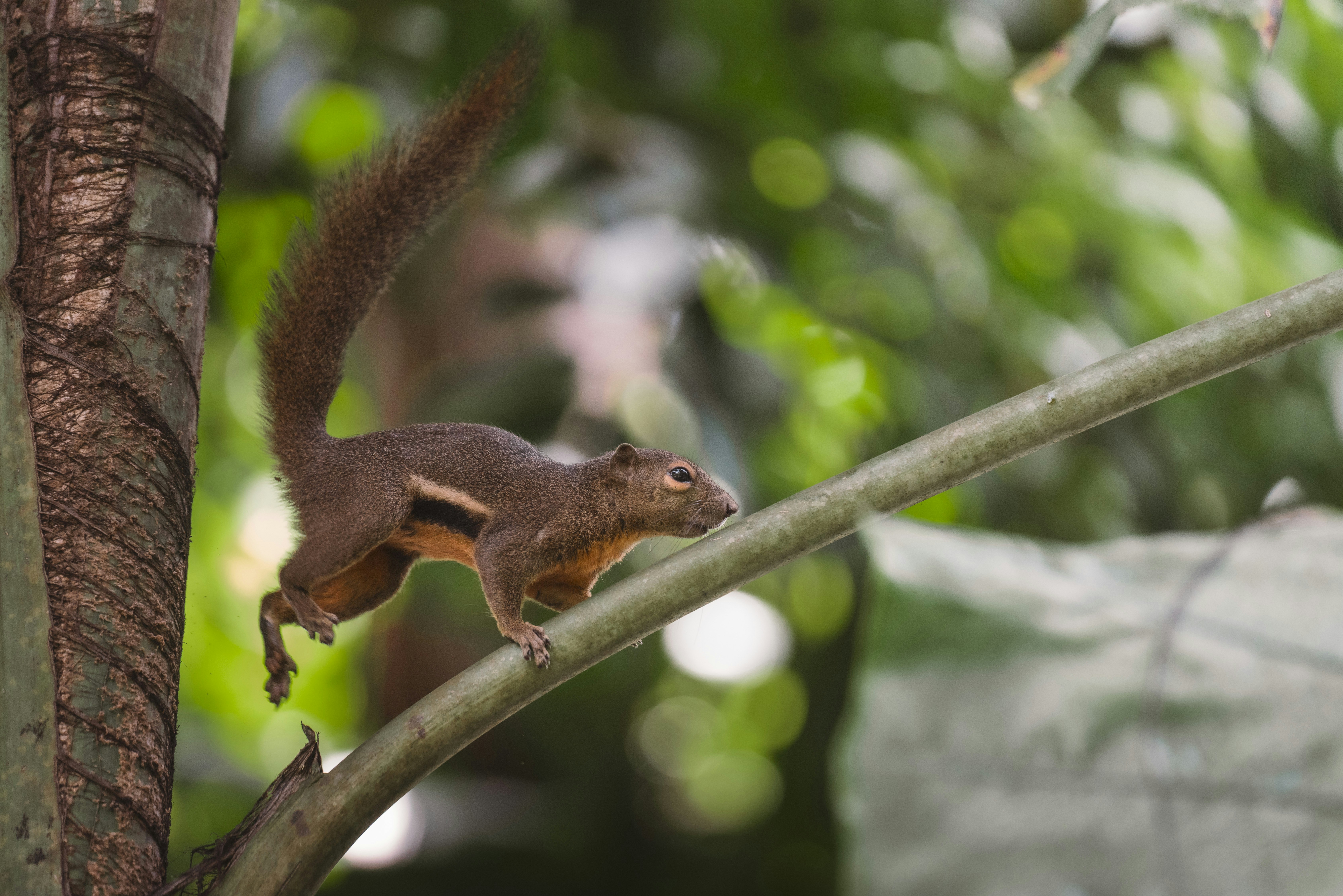 Tiny Acrobat on a Branch: A Squirrel's Narrow Escape