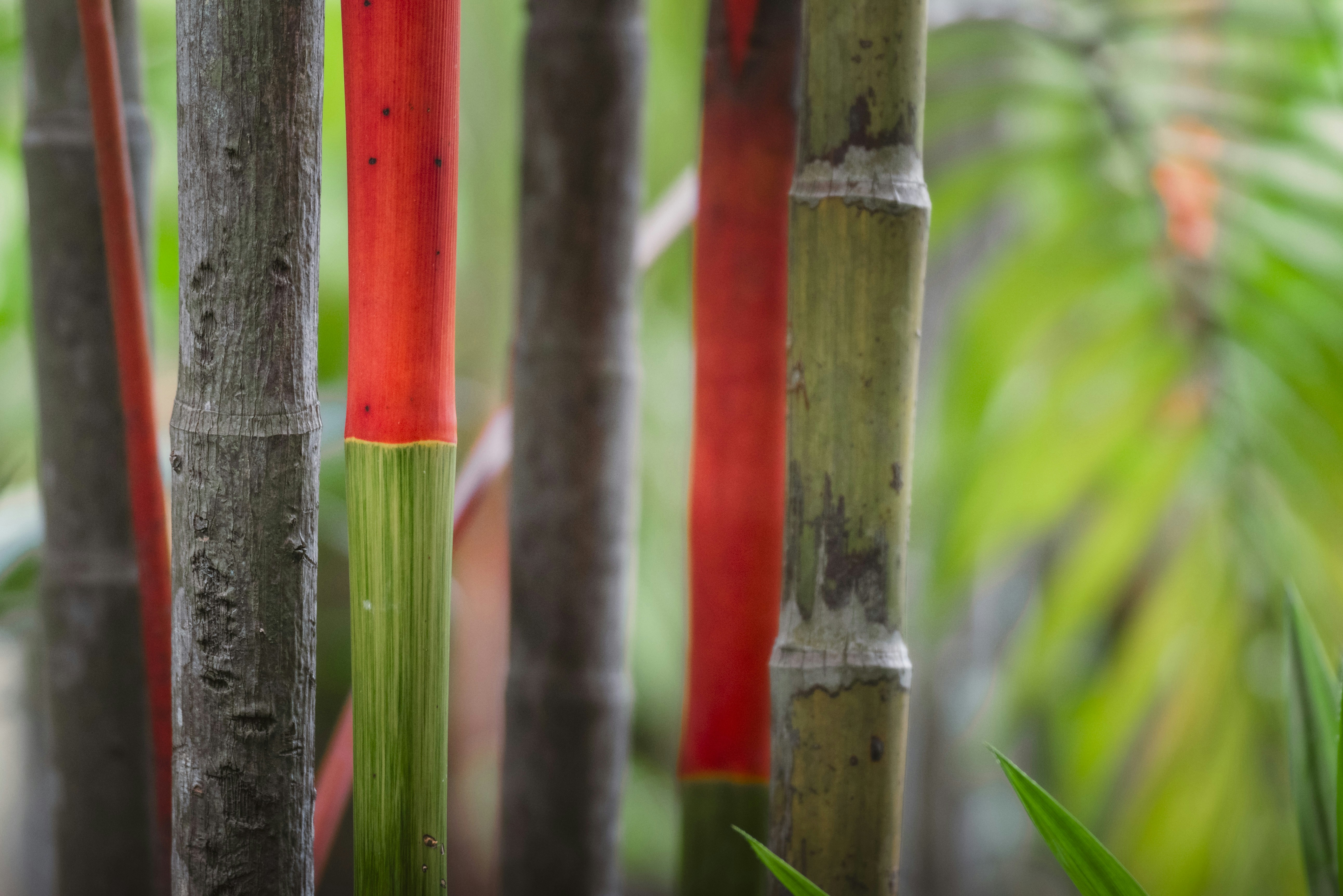Crimson and Verdant Segments: Bamboo Portrait Through a Narrow Slice