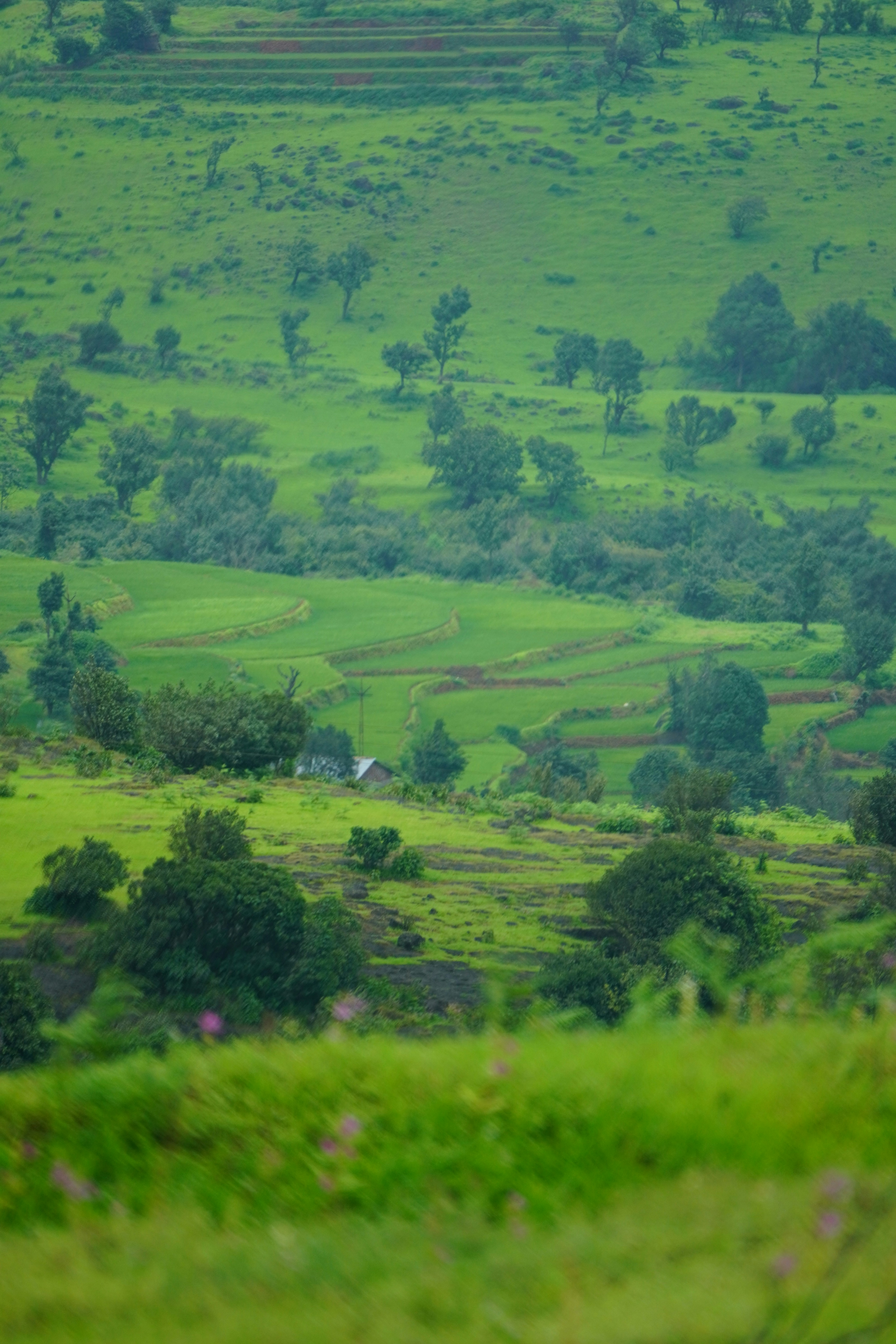 Terraced Green: A Quiet Valley Carved by Fields and Trees