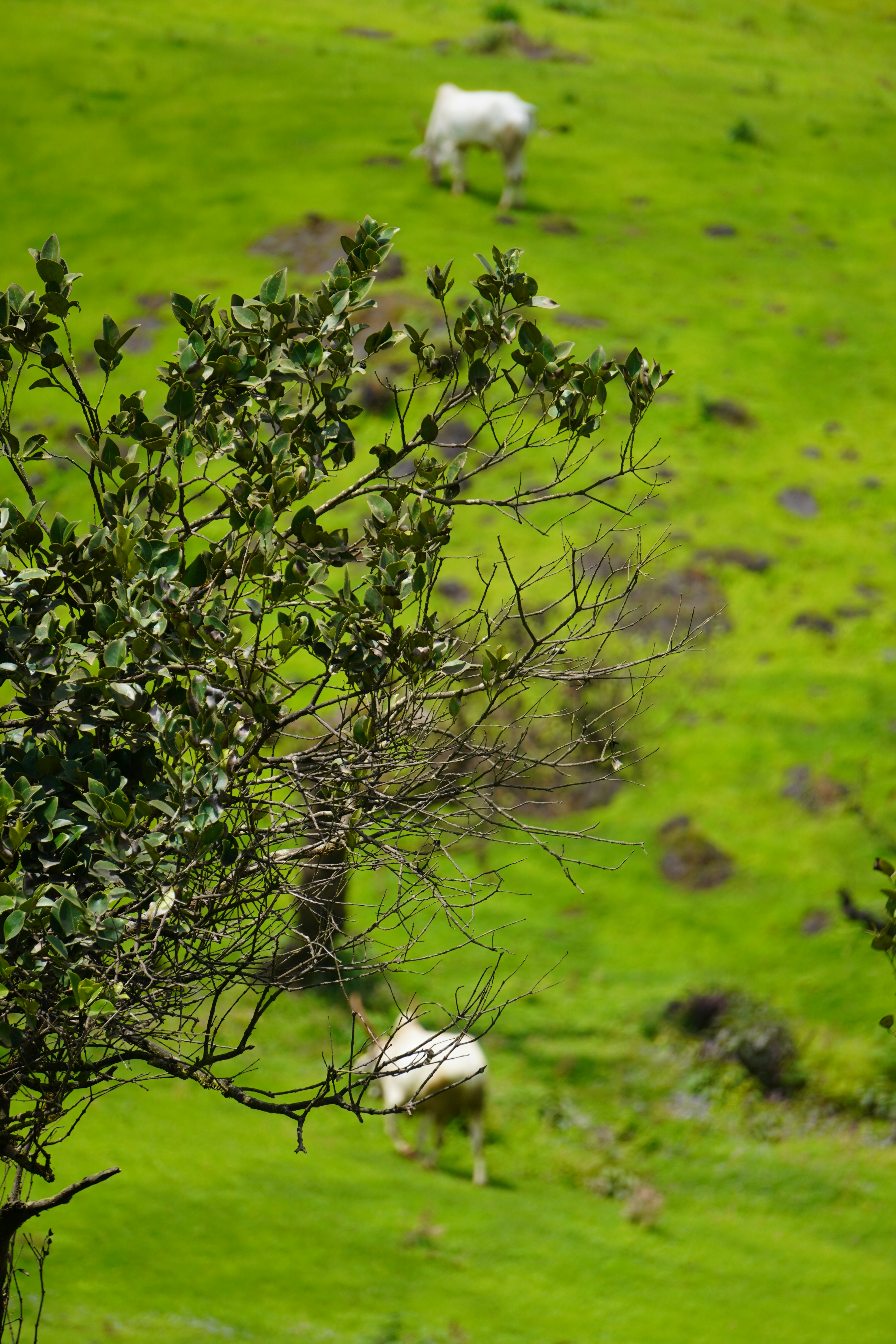 Pasture Gazer: A Quiet Moment with Grazing Sheep