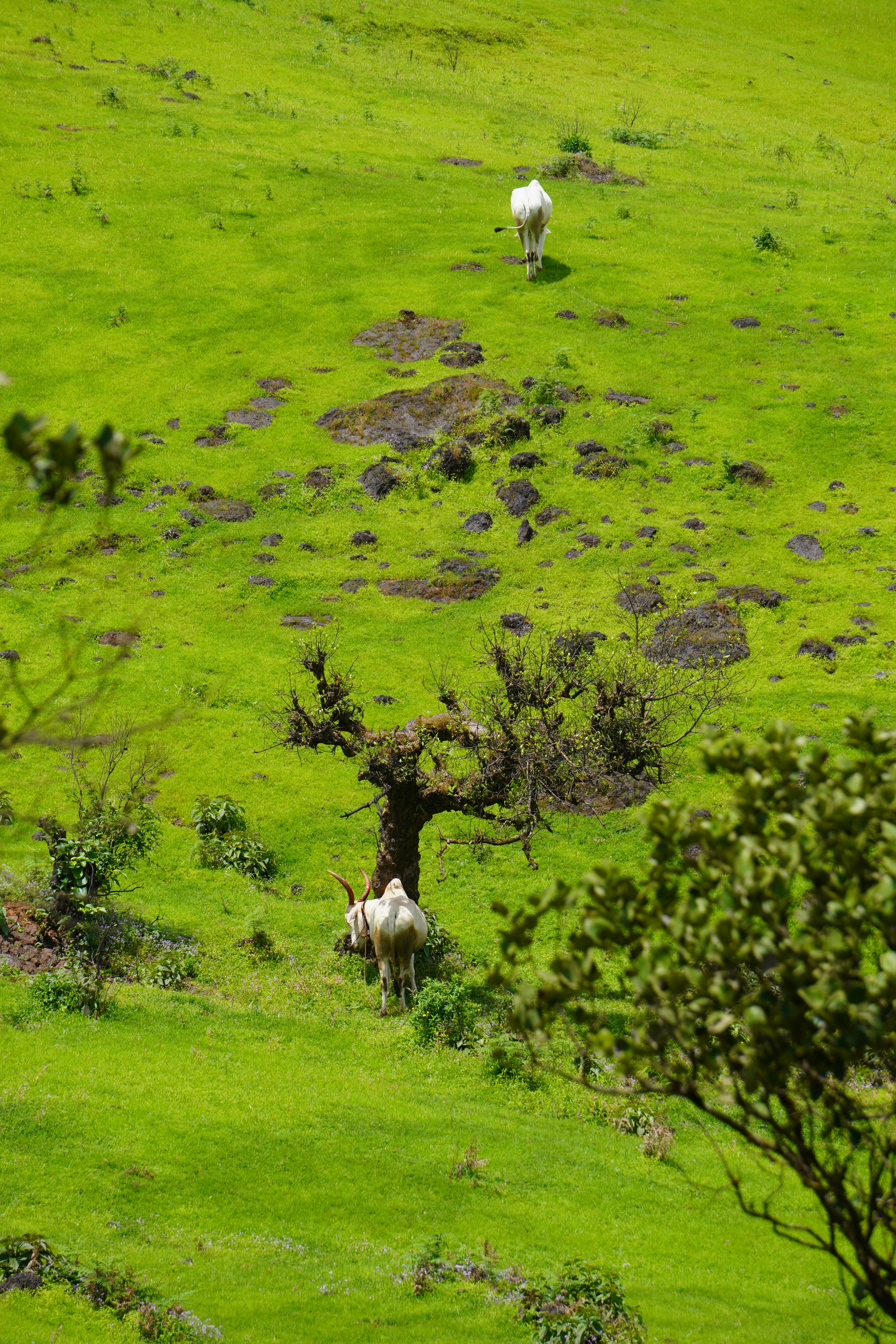 Pasture Luminescence: White Horses Amid Verdant Hills