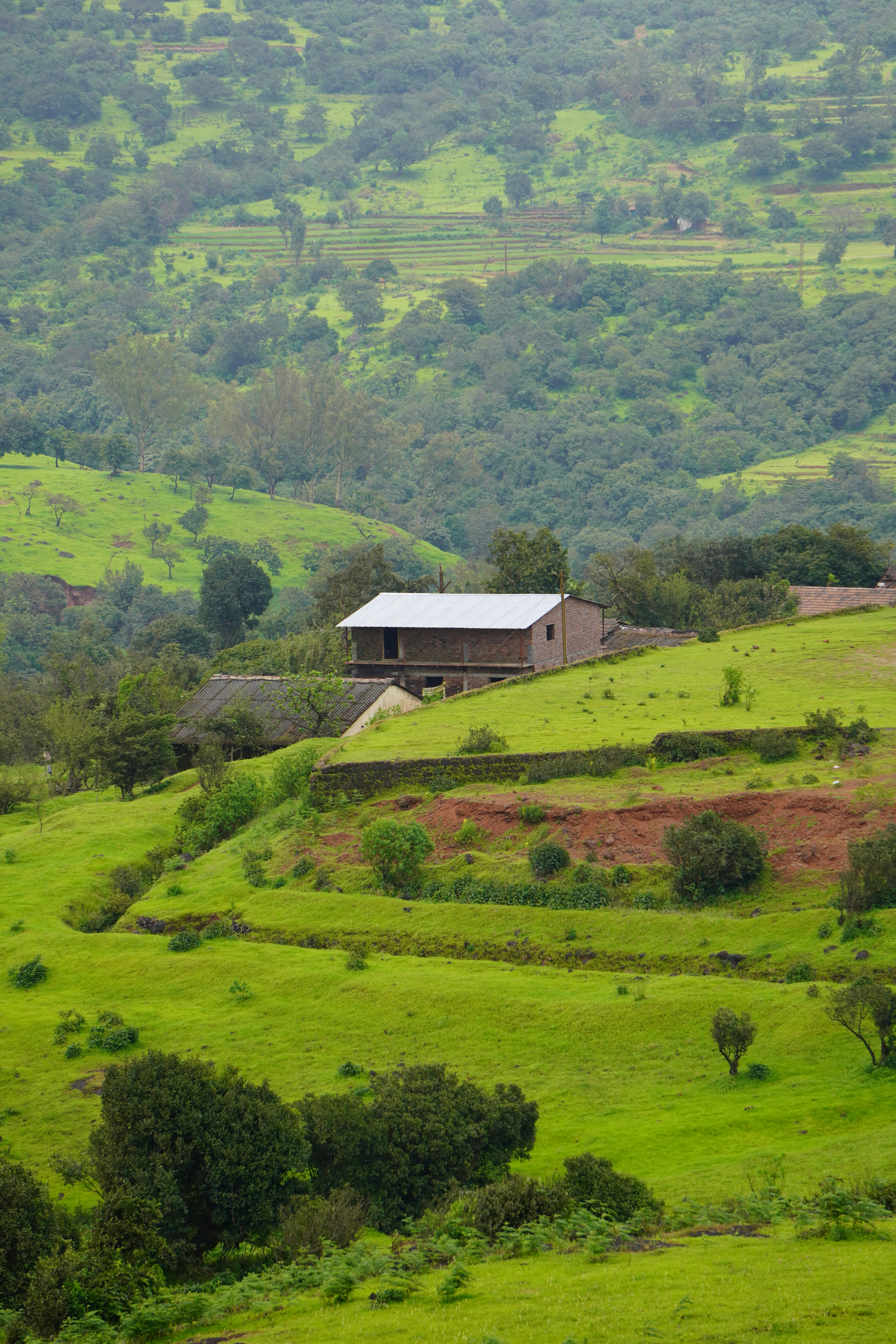 Solitary Barn Amid Verdant Contours