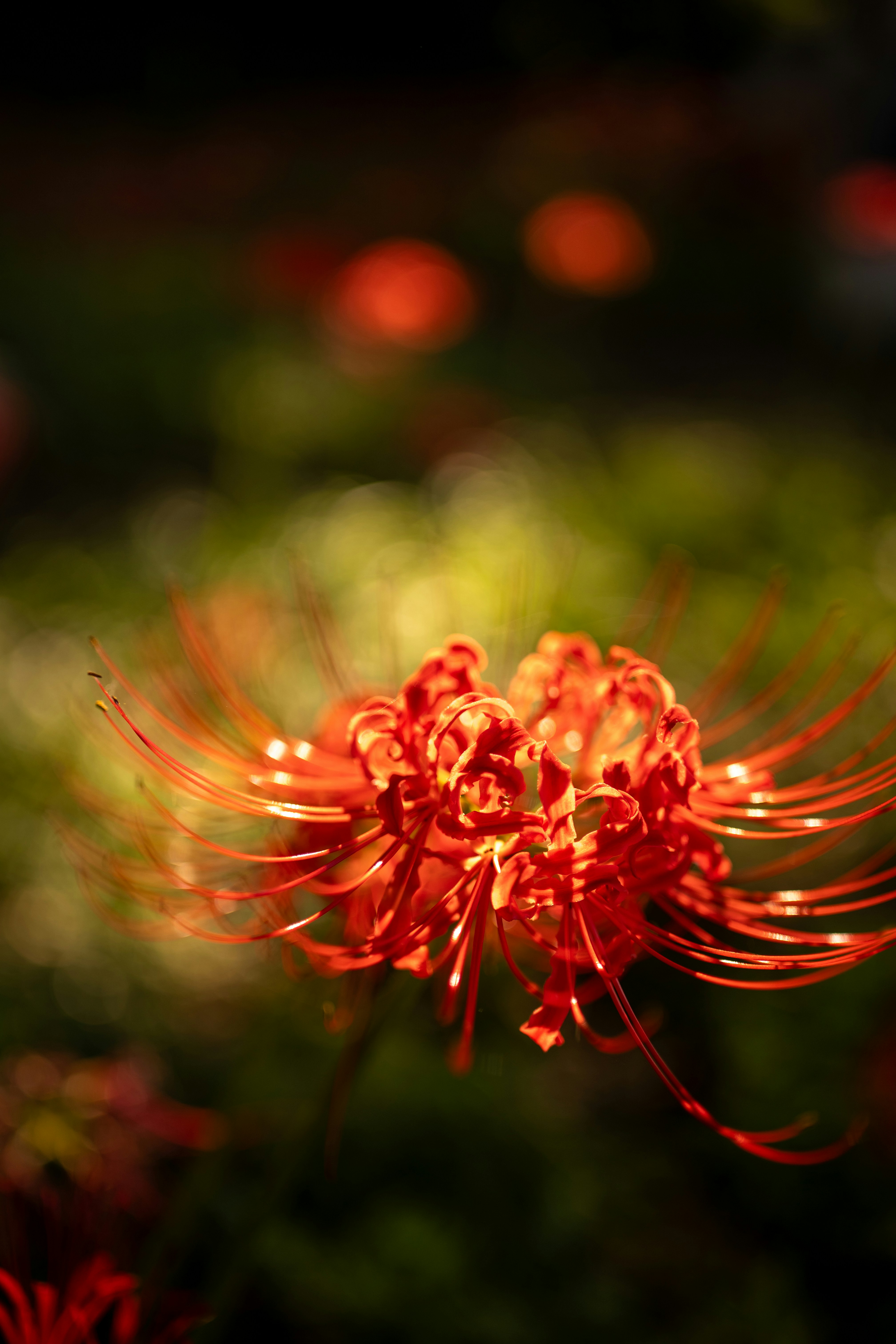 Crimson Fireflower in Soft Evening Glow