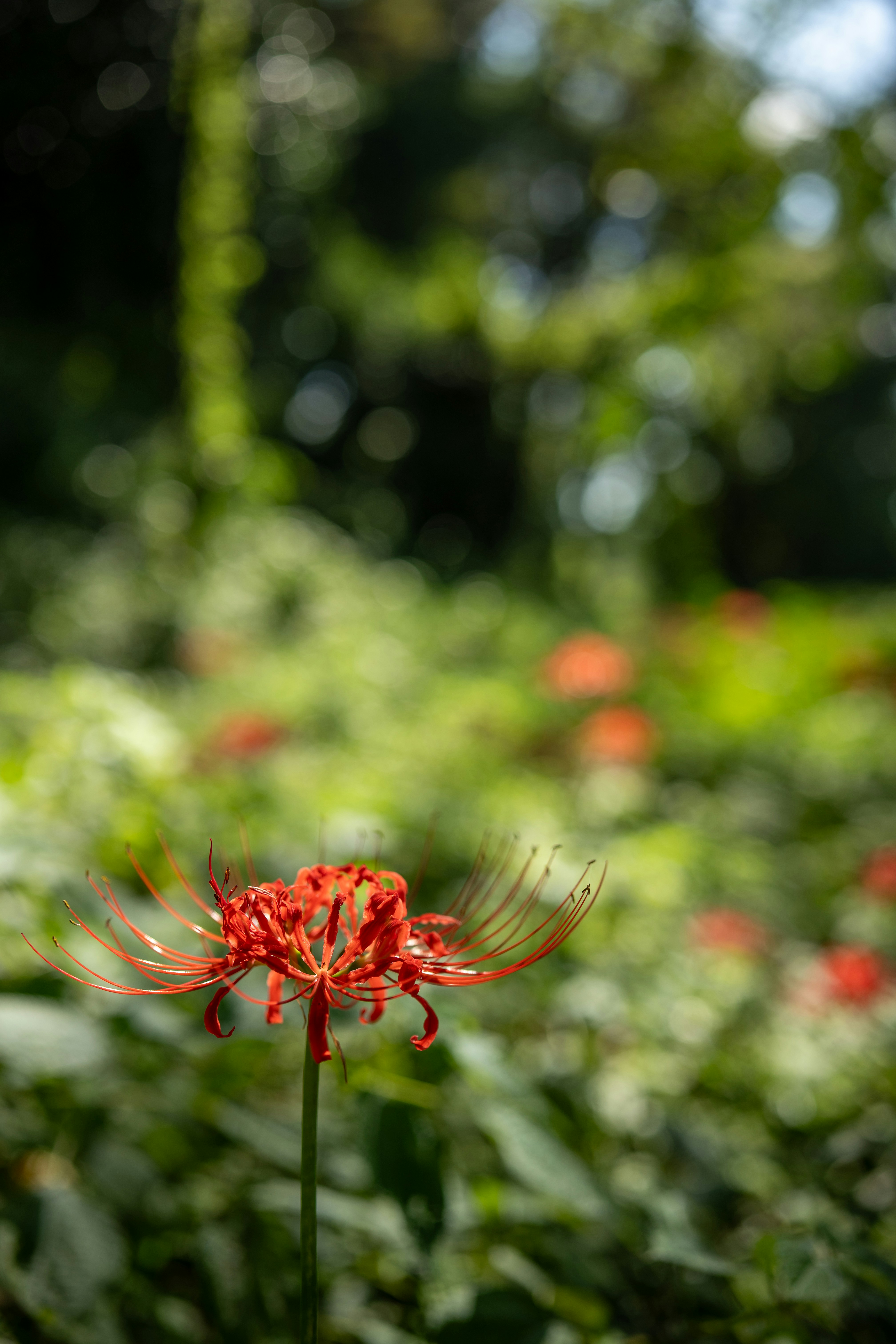 Crimson Spider Lily Against a Blurred Garden Bokeh