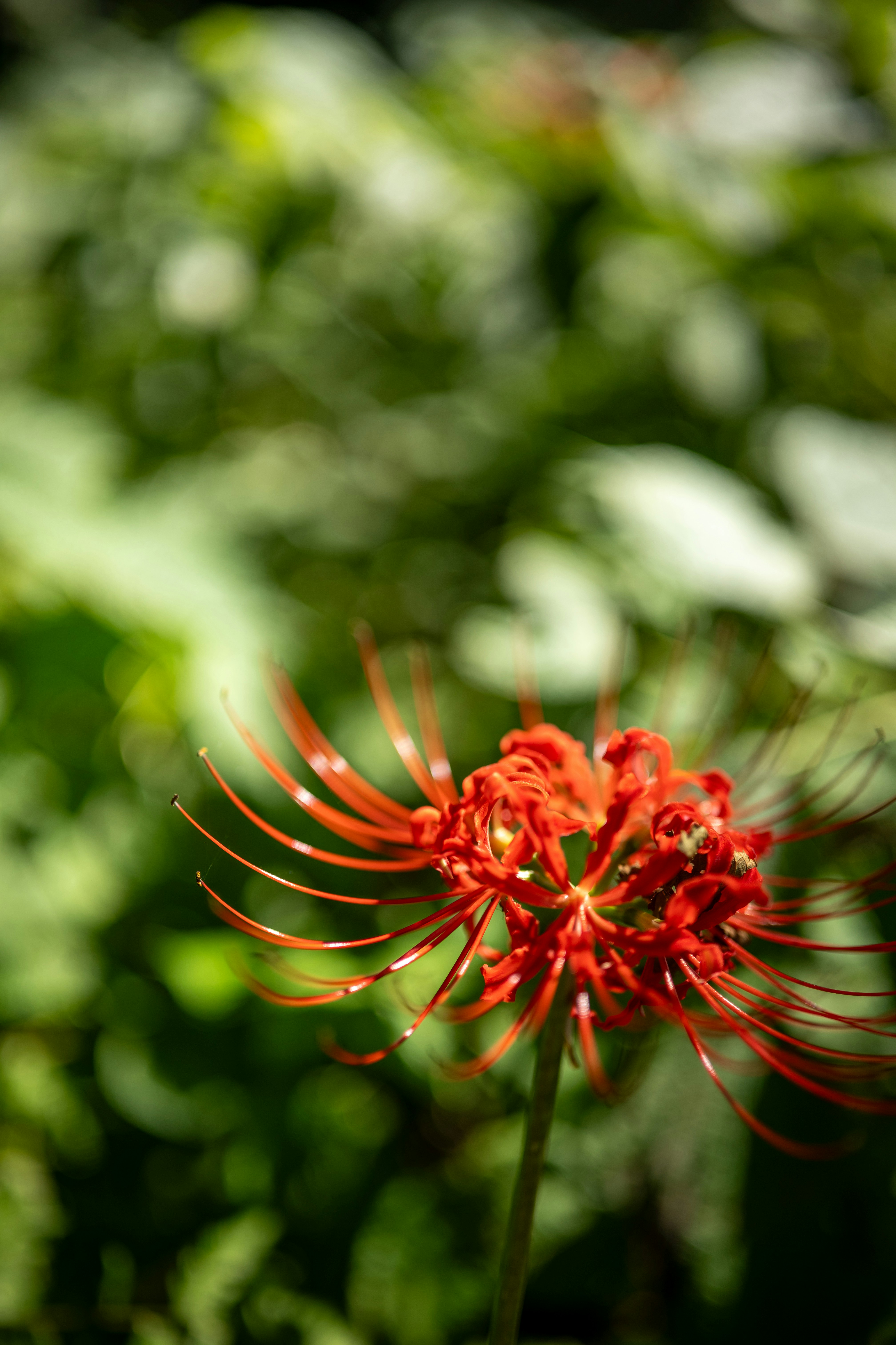 Crimson Spider Lily Against a Blurred Green Backdrop