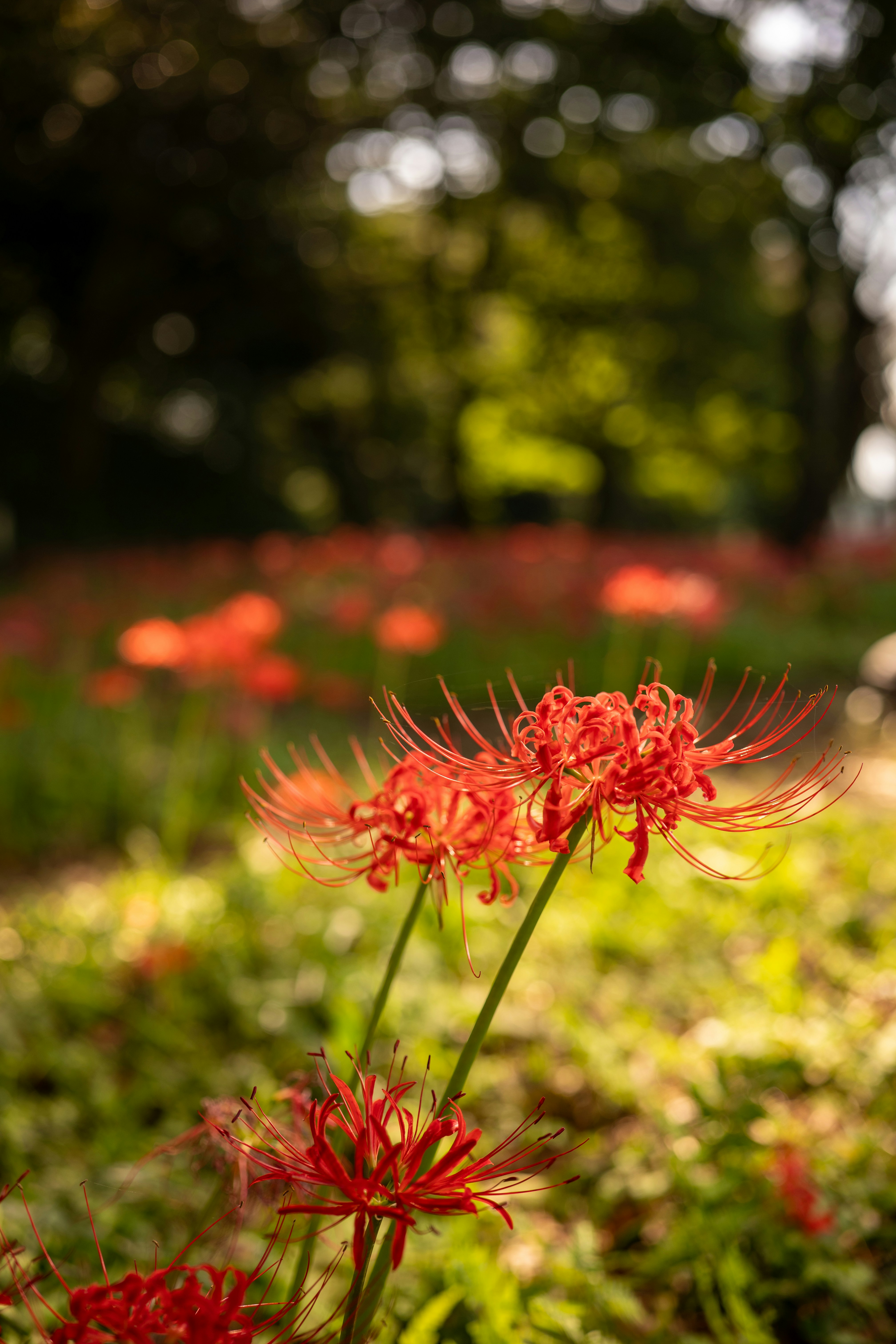 Crimson Red Spider Lilies in a Sunlit Field