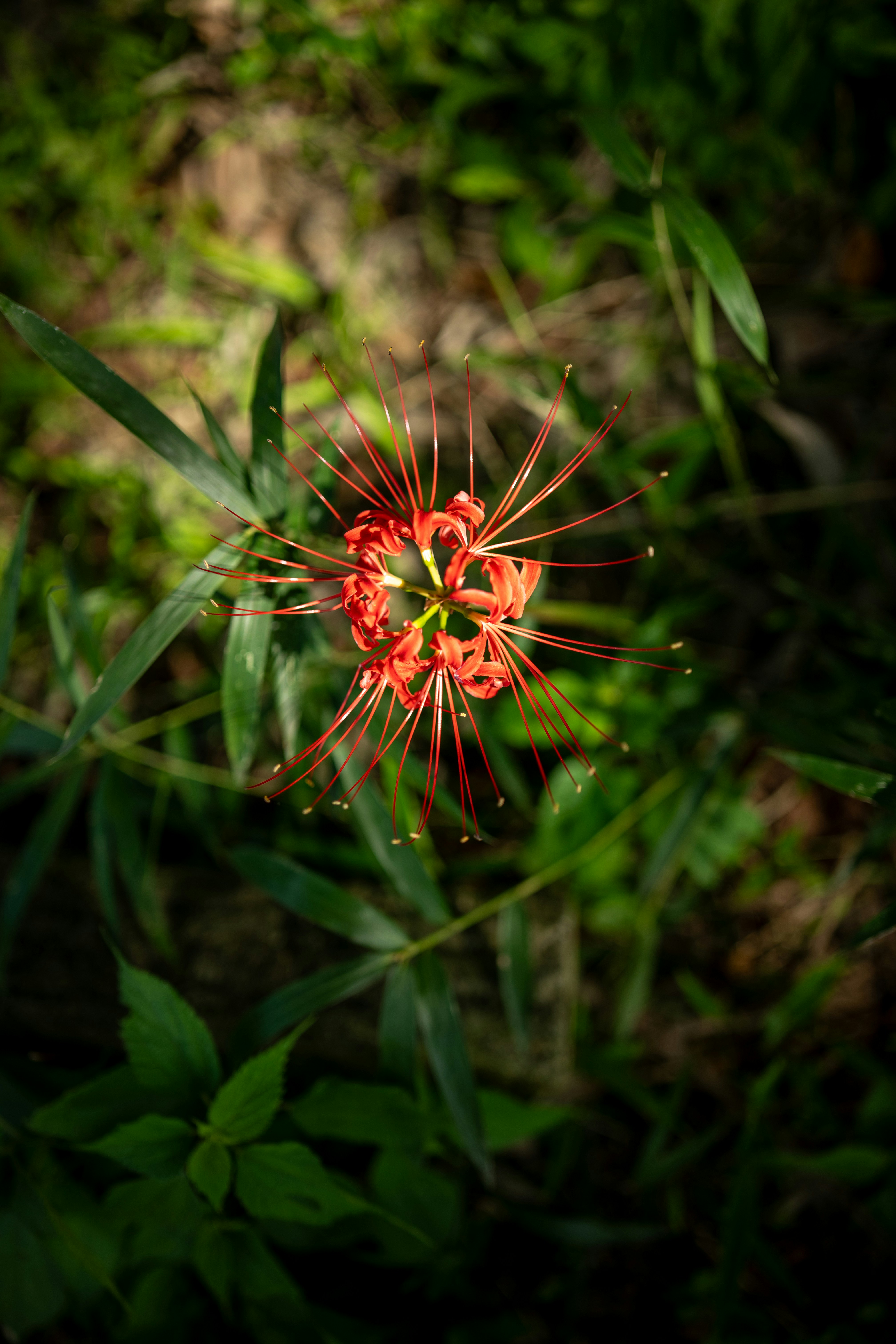 Crimson Spider Lily: a solitary bloom radiating radiant threads amid a shadowed green understory