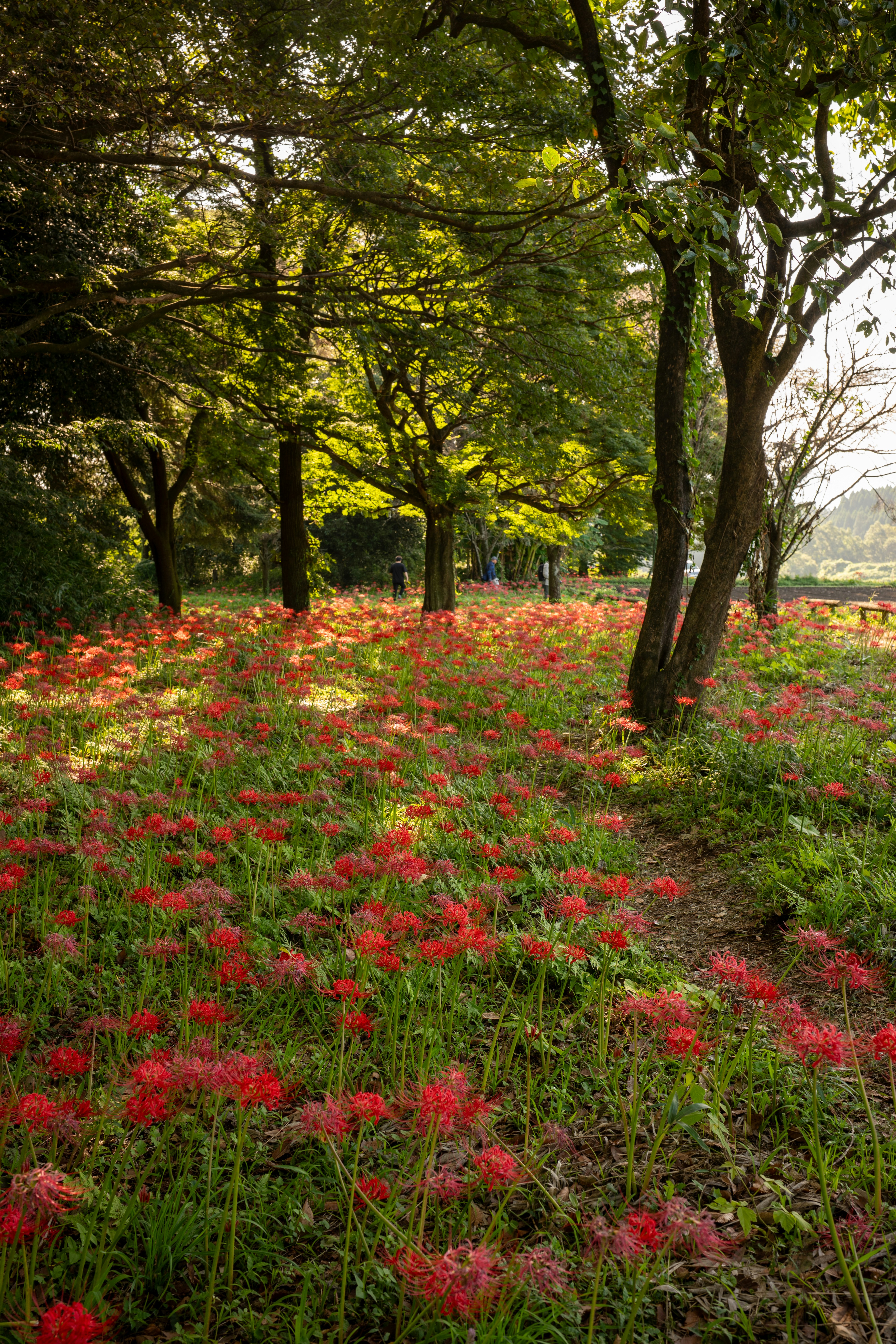 Dawn Through a Sea of Crimson: A Quiet Path Among Blooming Red Spider Lily
