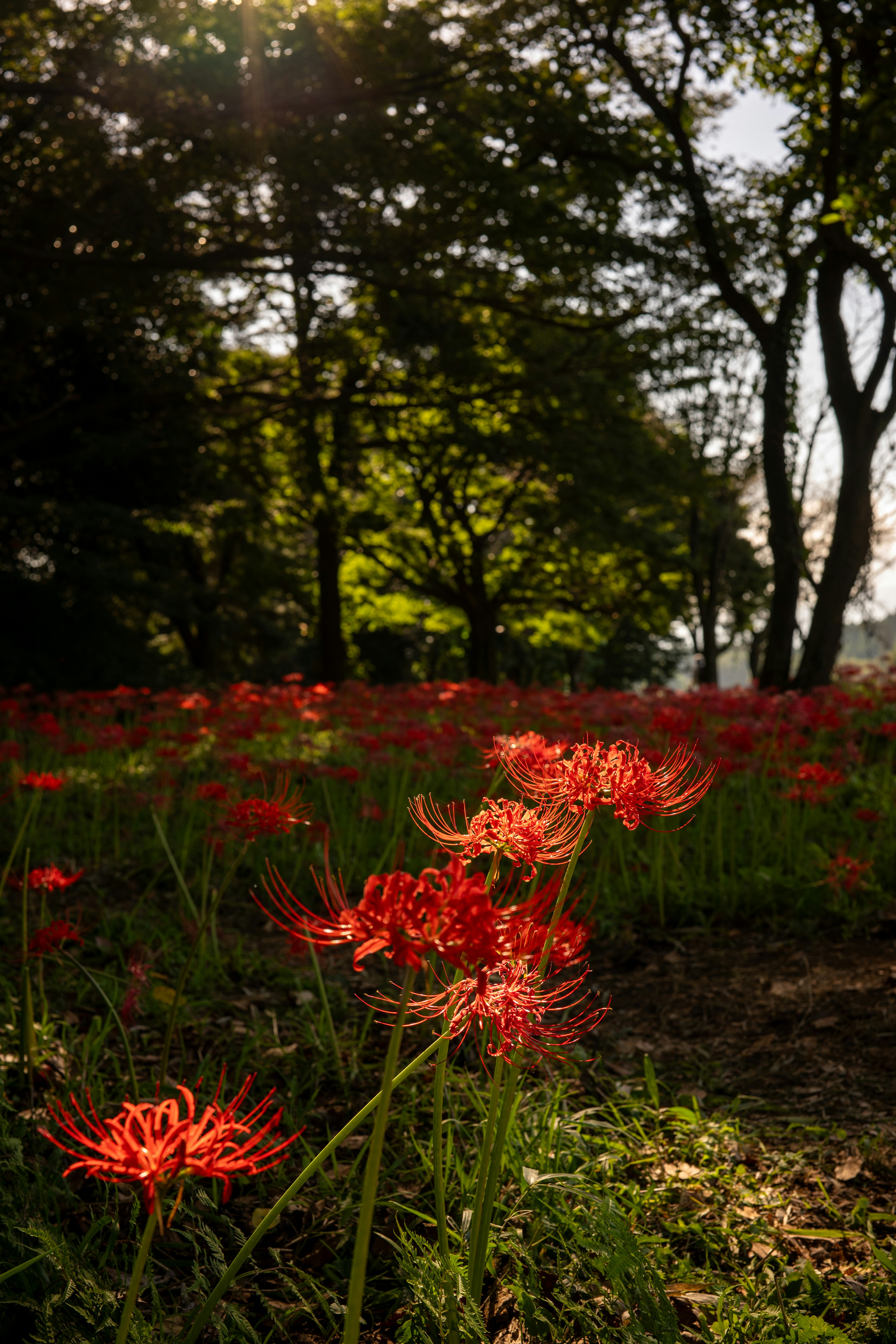 Red Spider Lilies in Dappled Park Light